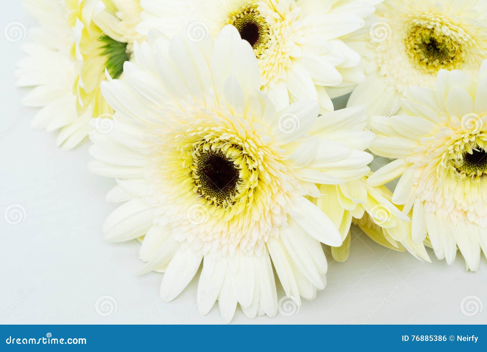 Fiori beige della gerbera fotografia stock. Immagine di bello - 76885386