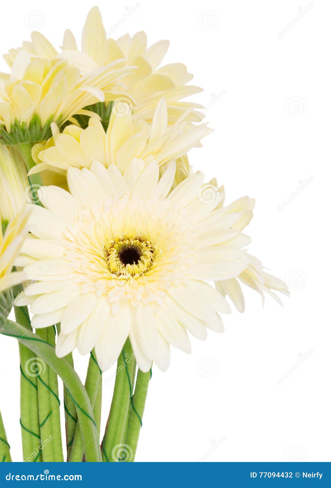 Fiori beige della gerbera fotografia stock. Immagine di molla - 77094432