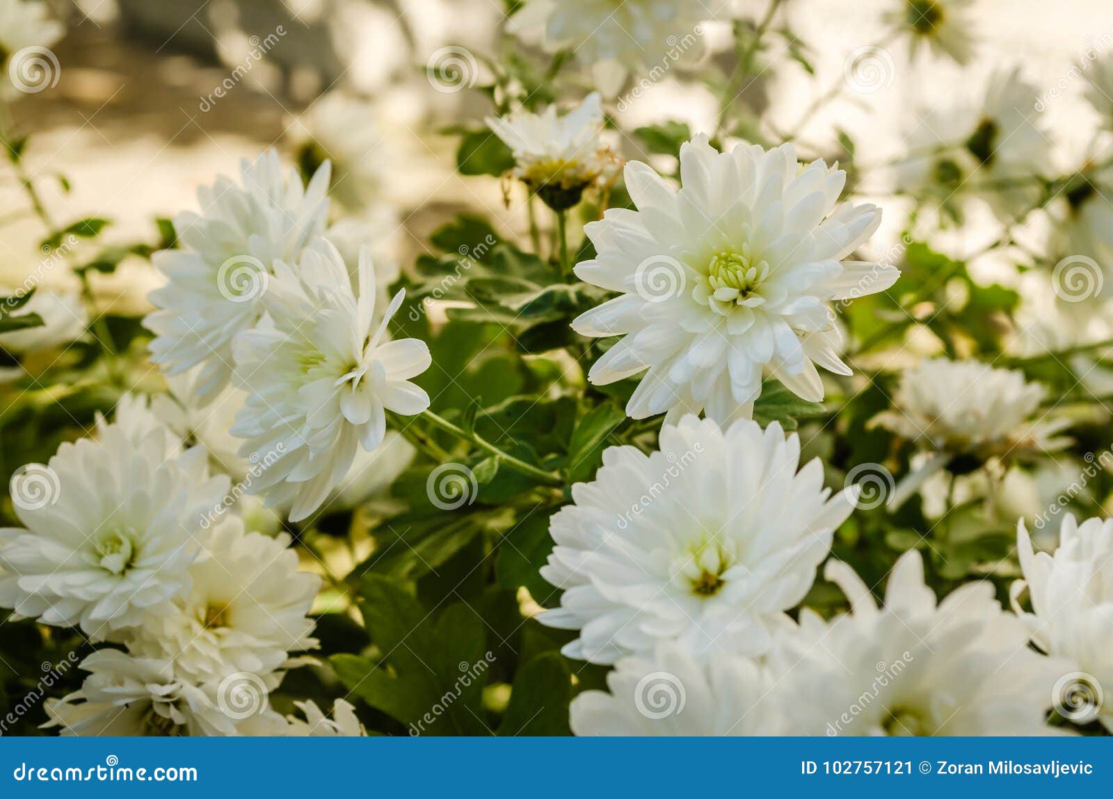 Fiori Bianchi Del Crisantemo Immagine Stock - Immagine di testa ...