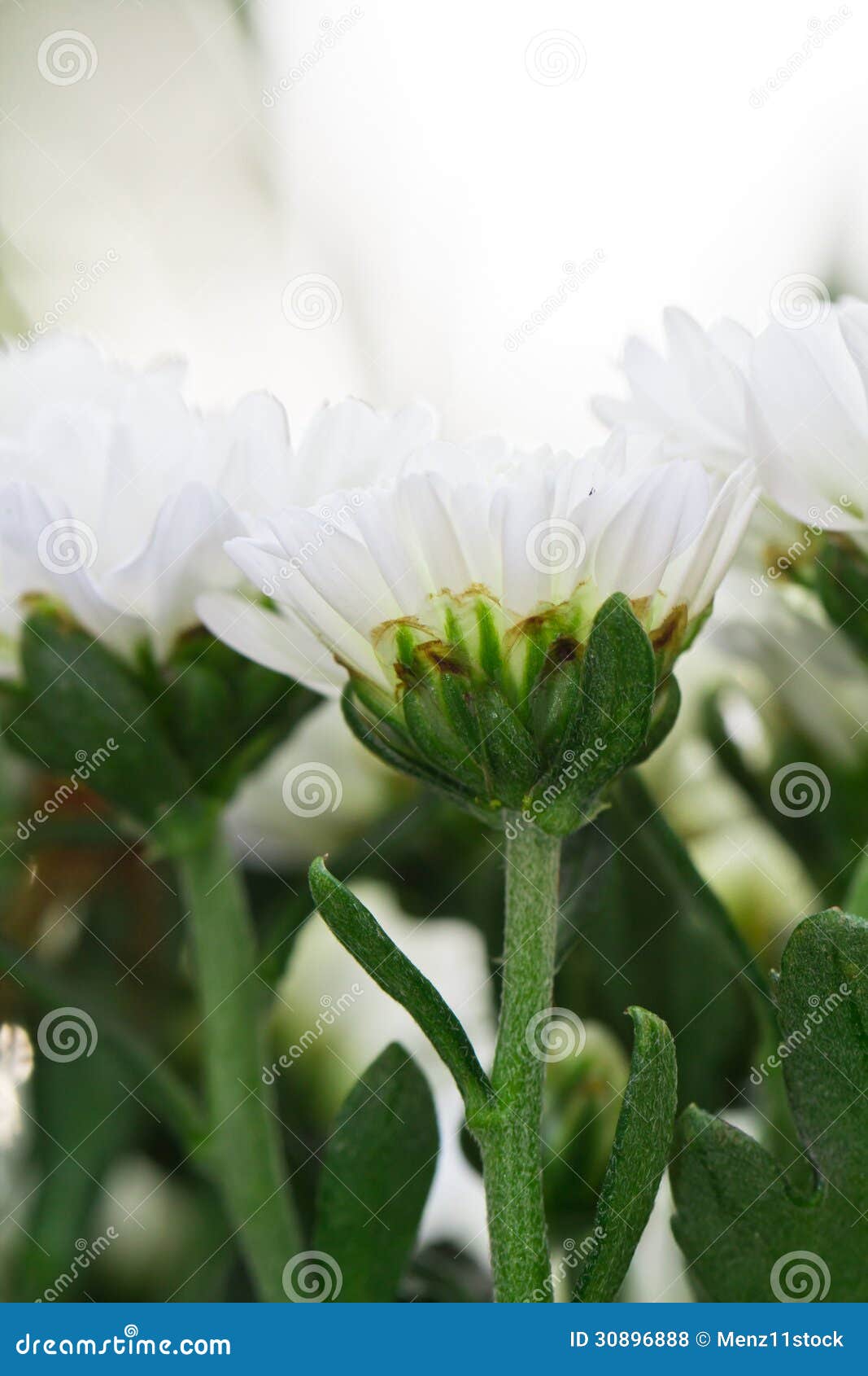 Fiori Bianchi Del Crisantemo in Giardino Fotografia Stock - Immagine di ...