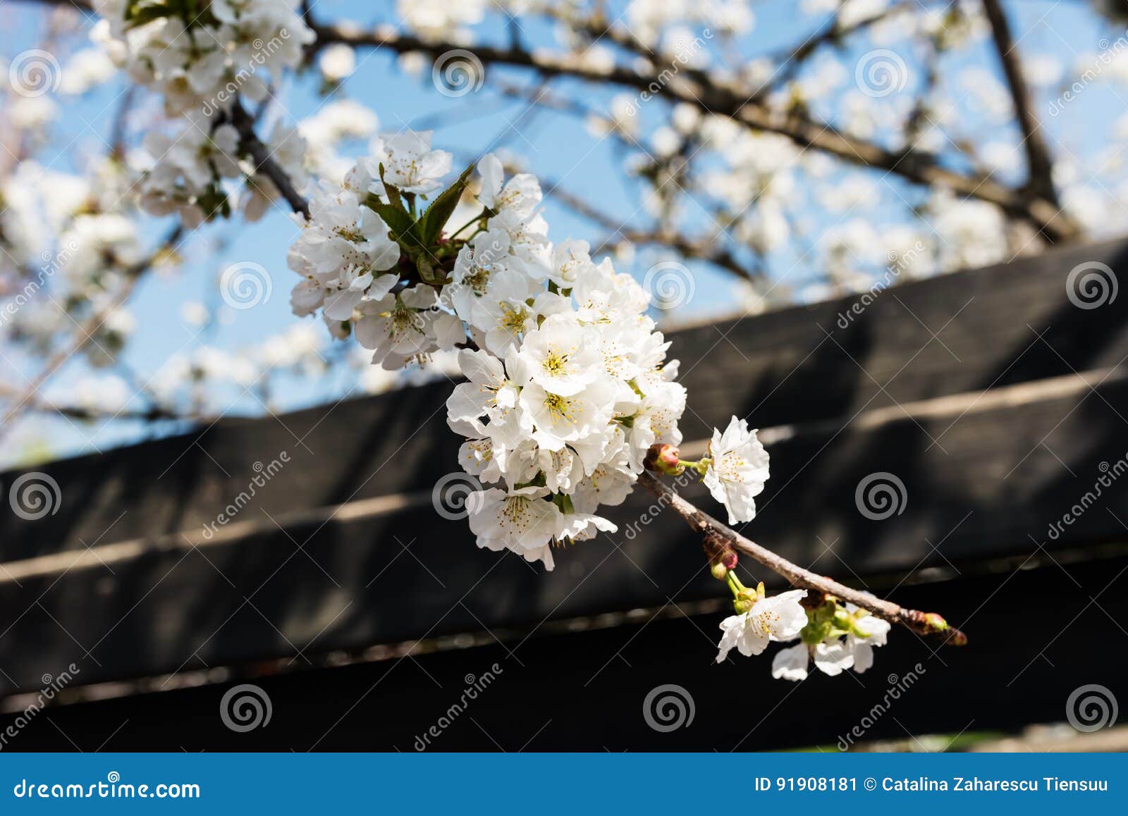 Fiori Bianchi Della Ciliegia Sopra Il Chiaro Cielo Blu Immagine Stock ...