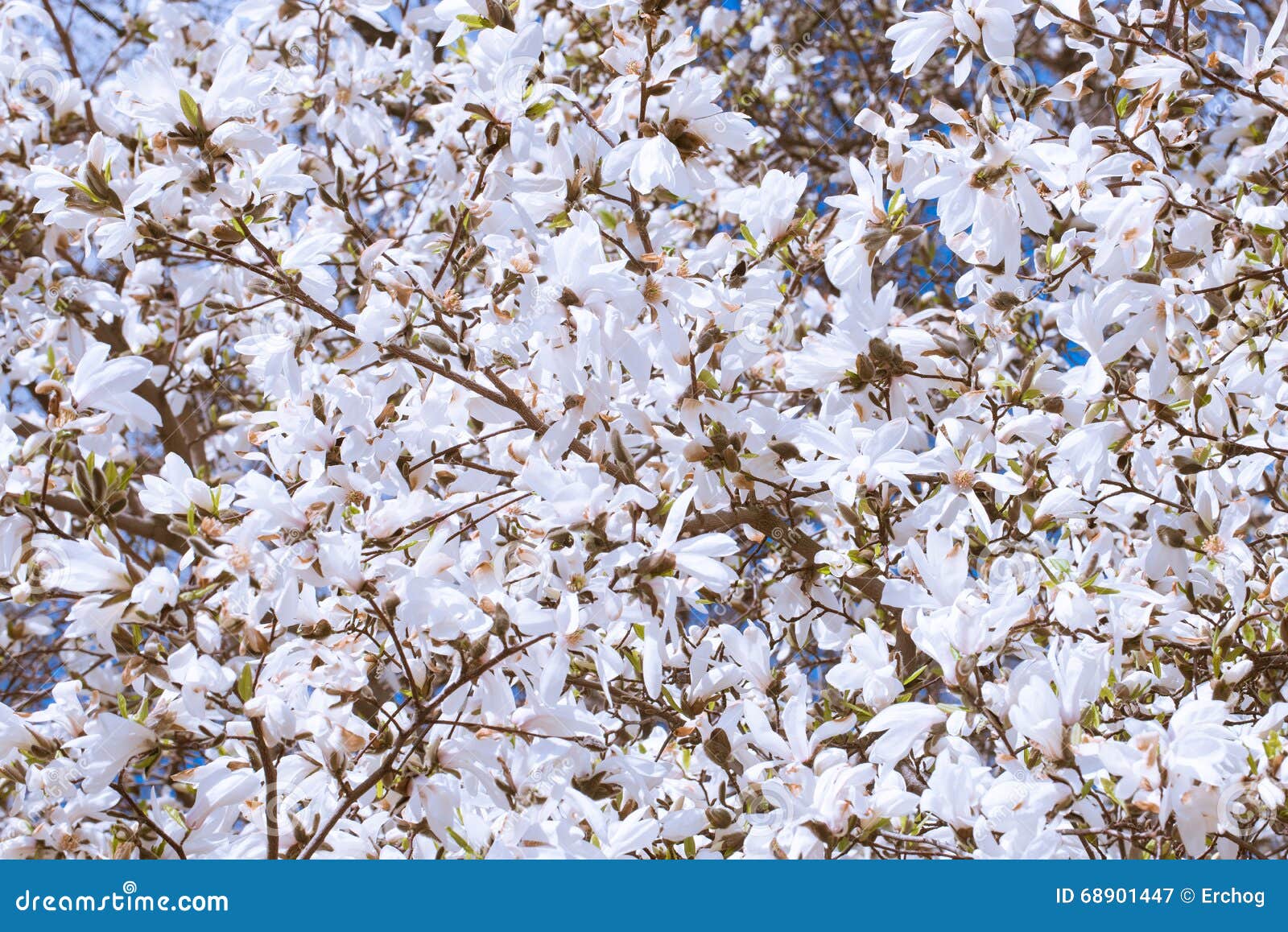 Fiori Bianchi Della Magnolia in Primavera Immagine Stock - Immagine di ...