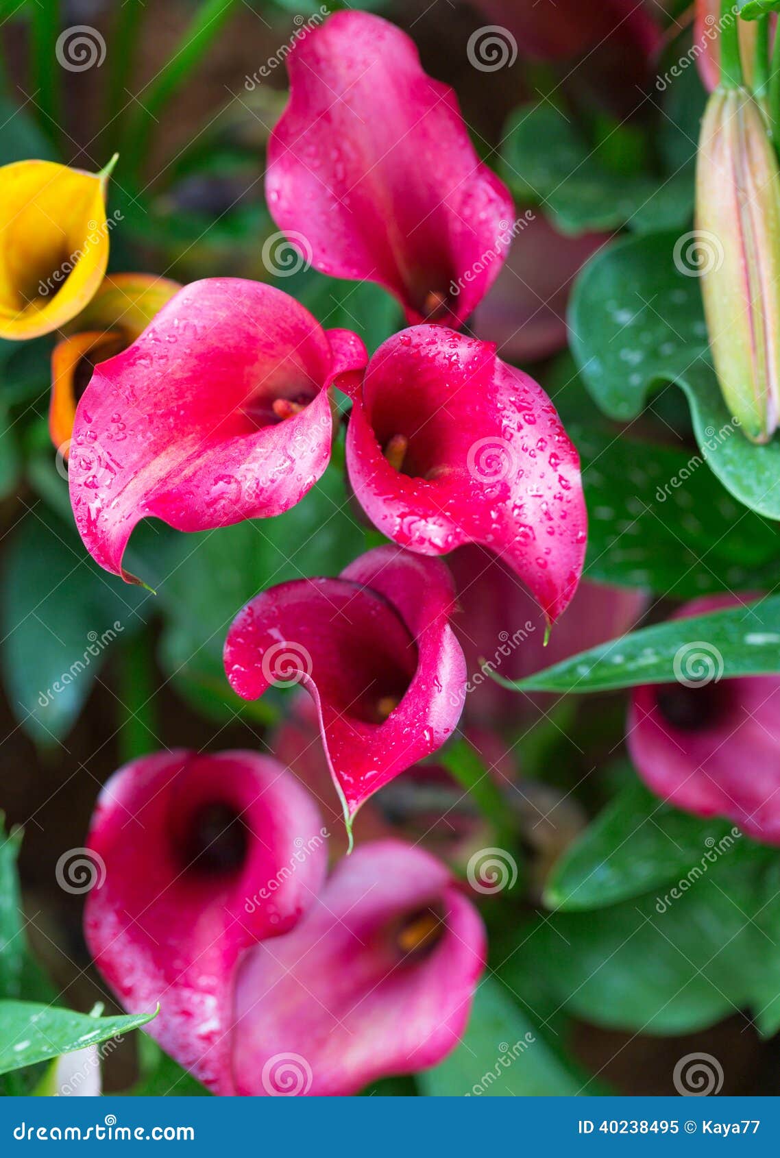 Fiori - calla rosa immagine stock. Immagine di testa - 40238495