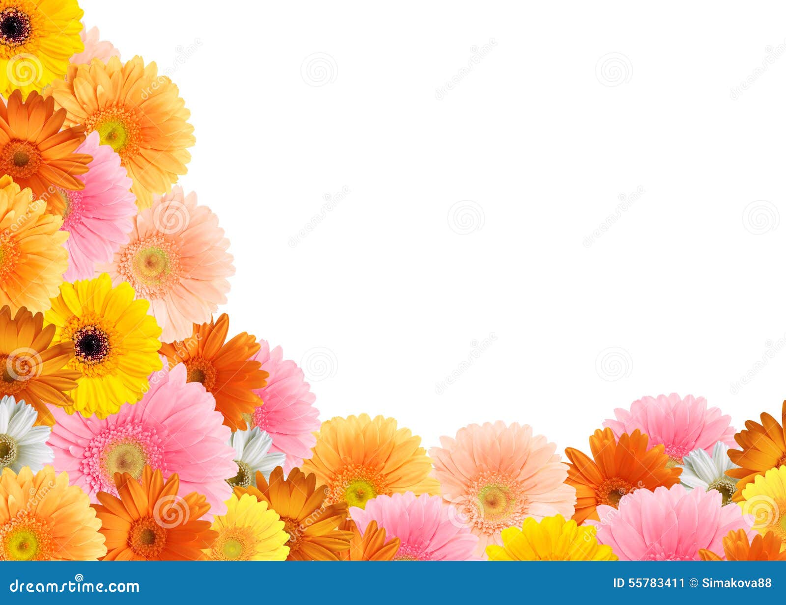 Fiori Colorati Luminosi Della Gerbera Immagine Stock - Immagine di ...
