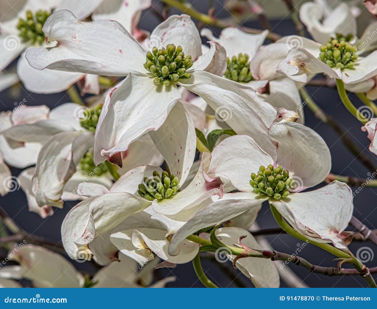 Fiori Dei Cornioli Nella Primavera Fotografia Stock - Immagine di ...