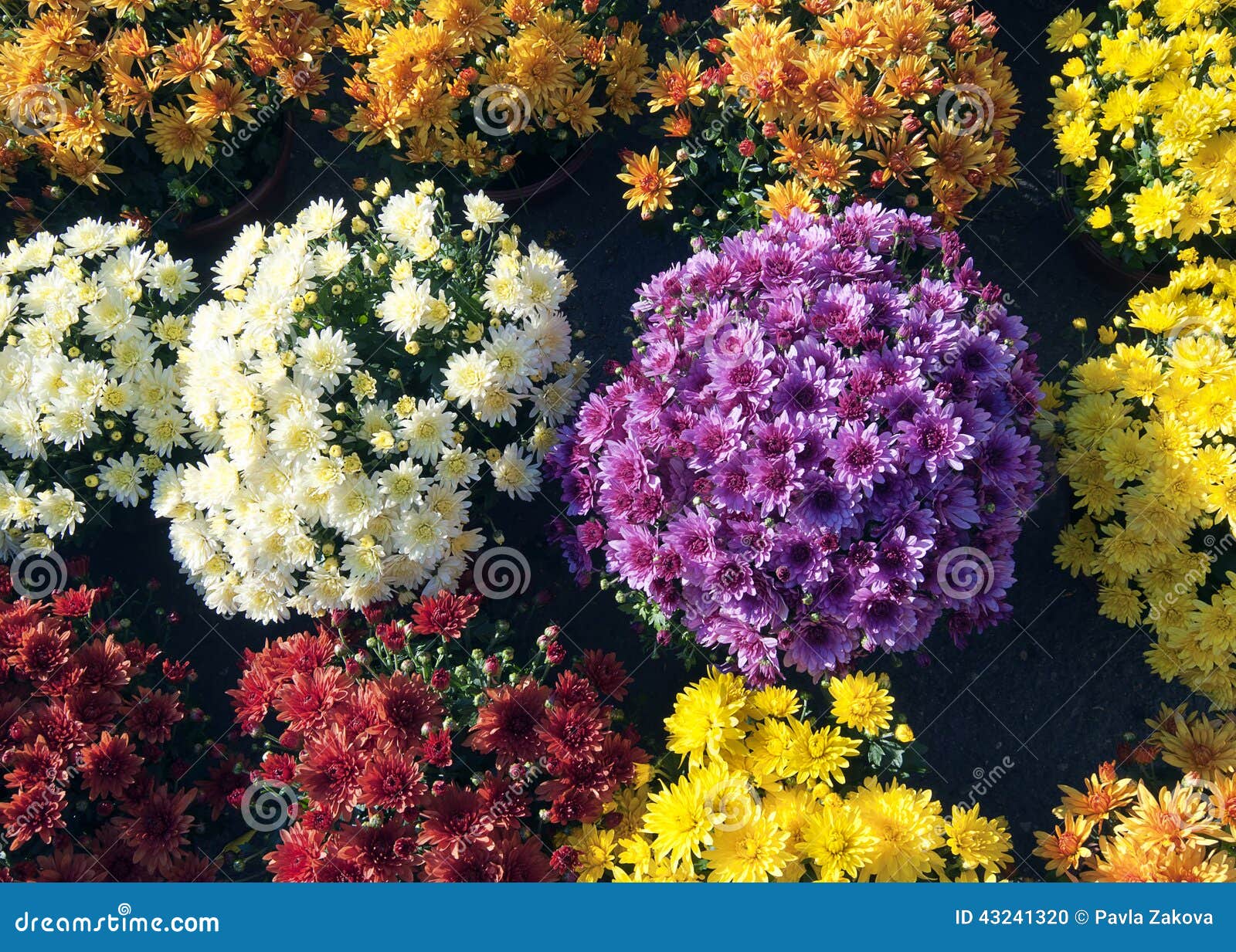 Fiori dei crisantemi fotografia stock. Immagine di decorazione - 43241320