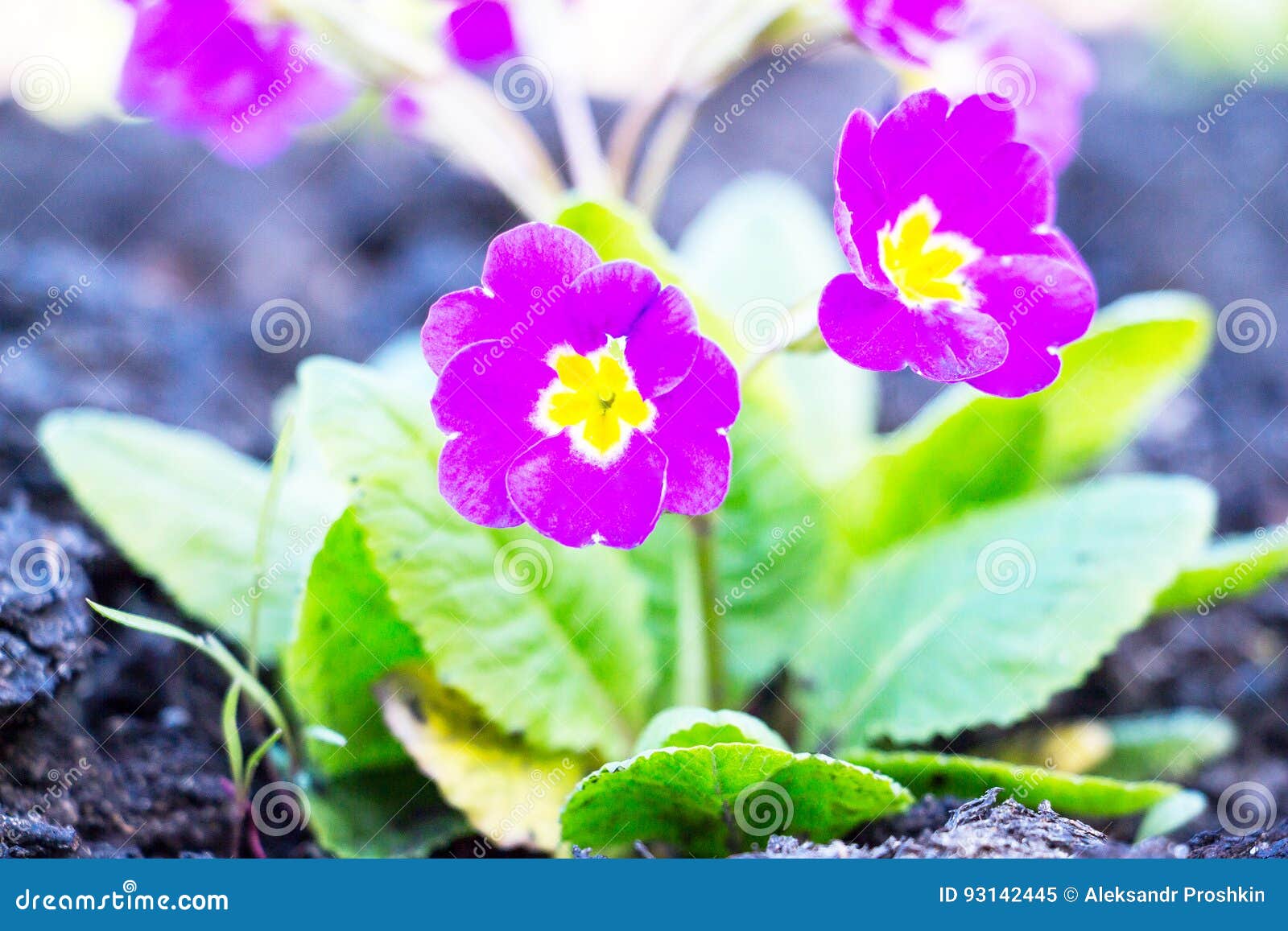 Fiori Dei Juliae Della Primula Immagine Stock - Immagine di sfondo ...