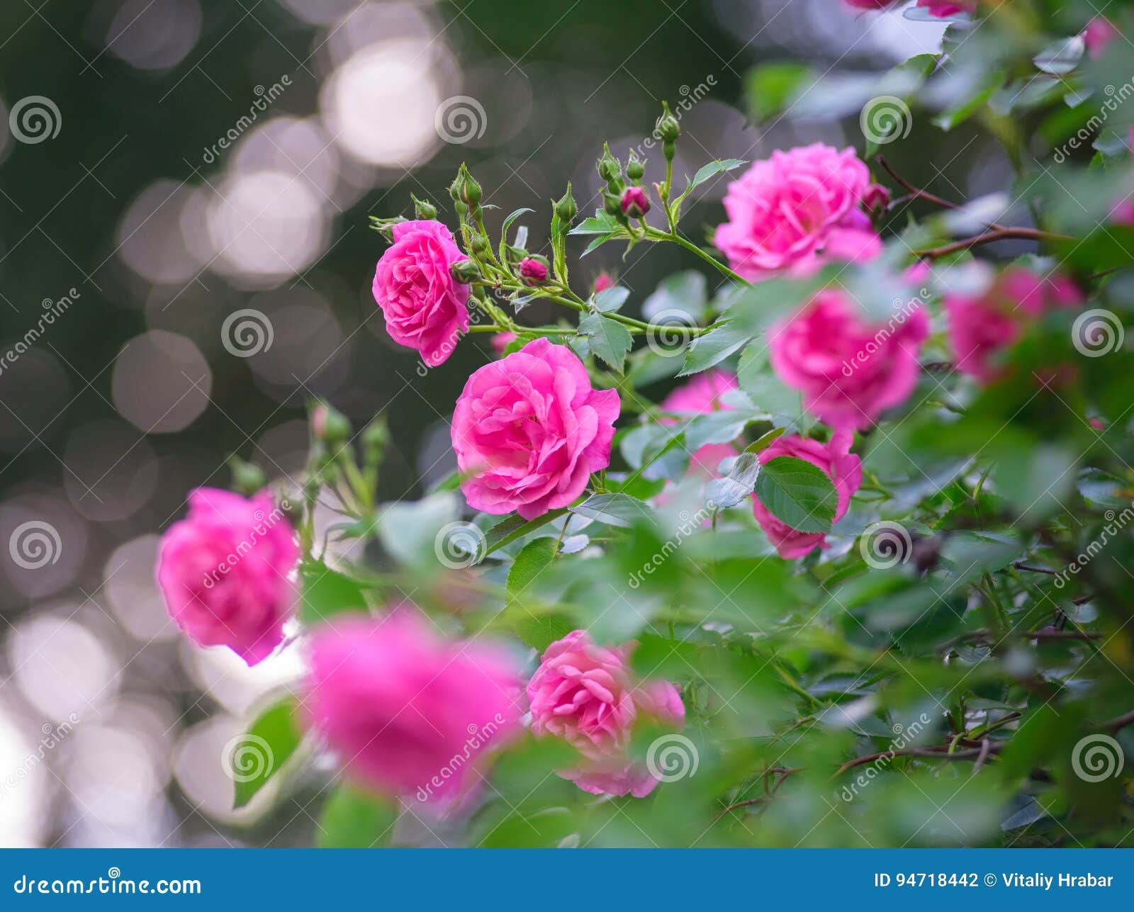 Fiori Del Cespuglio Di Rose Fotografia Stock - Immagine di floreale ...