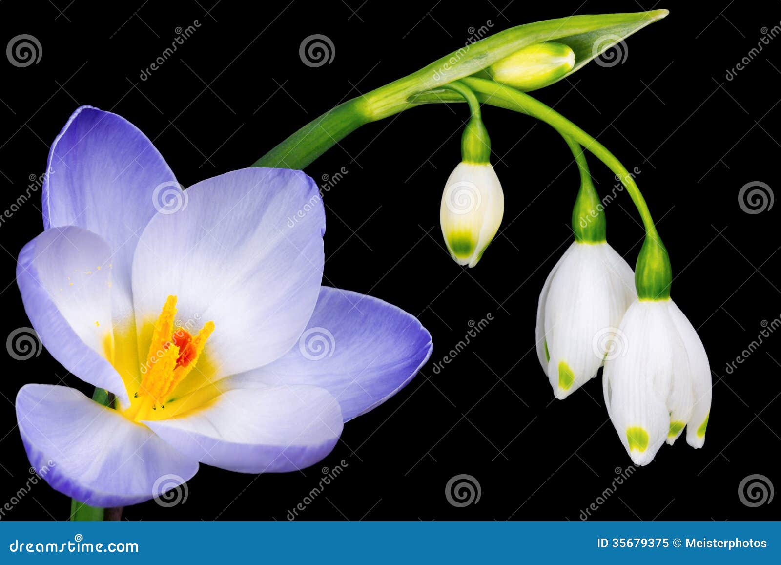 Fiori Del Croco E Di Bucaneve Della Primavera Immagine Stock - Immagine ...