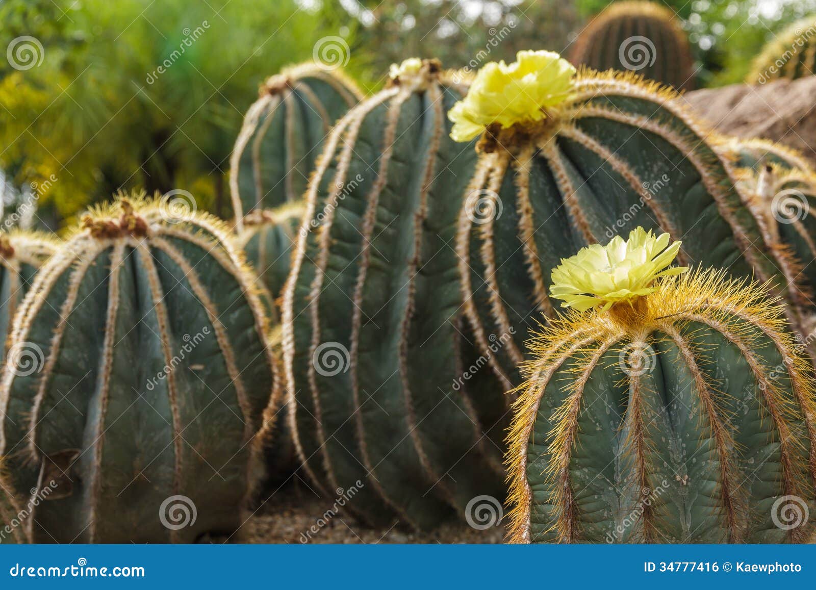 Fiori del fico d'India fotografia stock. Immagine di botanico - 34777416