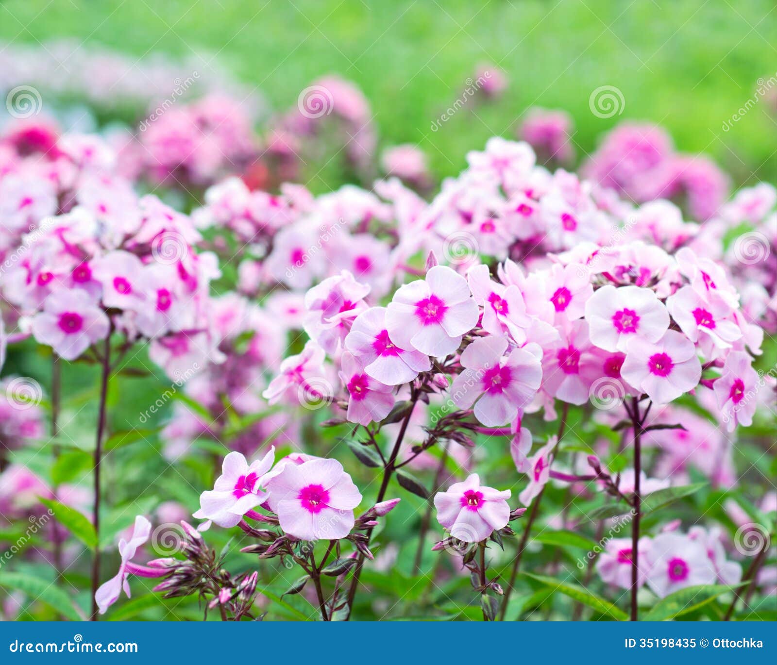 Fiori del flox immagine stock. Immagine di naughty, colorato - 35198435