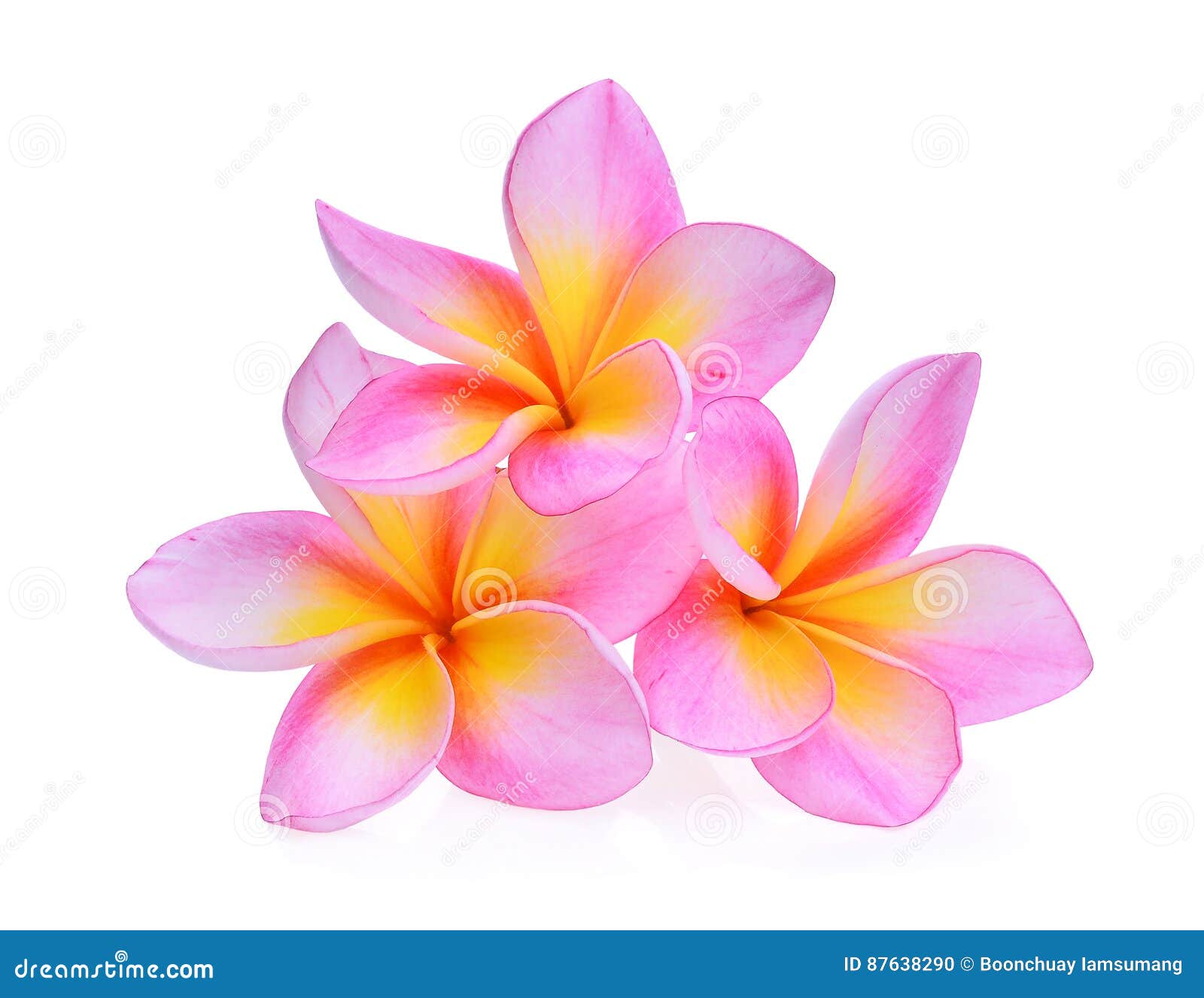 Fiori Del Frangipane Isolati Su Bianco Fotografia Stock - Immagine di ...