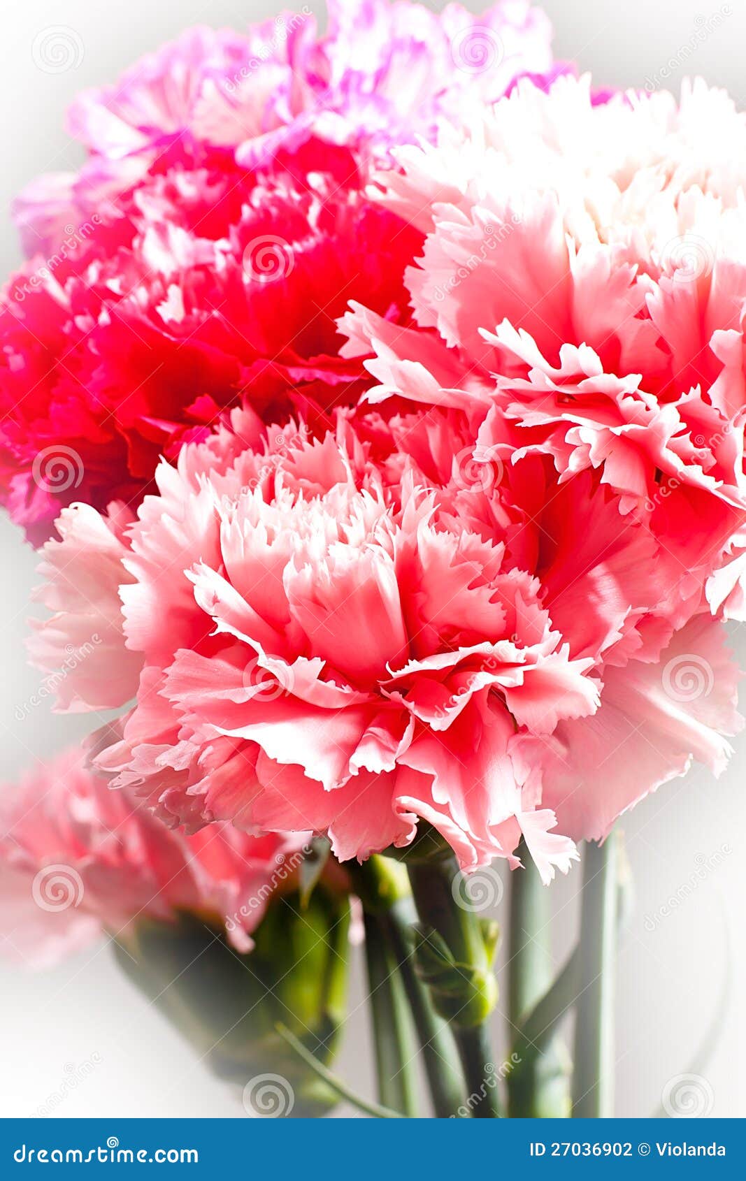 Fiori del garofano fotografia stock. Immagine di macro - 27036902