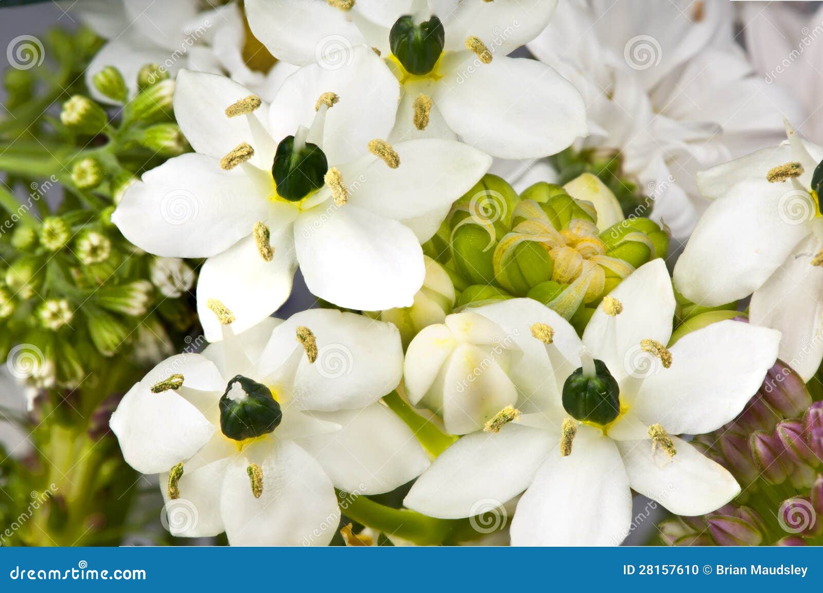 Fiori del Ornithogalum fotografia stock. Immagine di arabo - 28157610