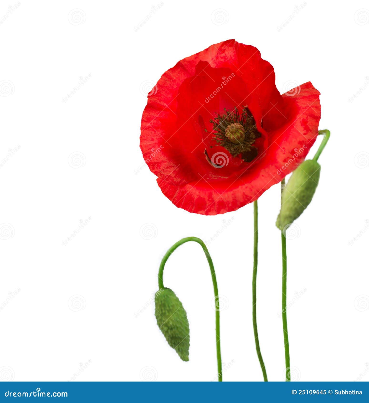 Fiori del papavero immagine stock. Immagine di fragilità - 25109645