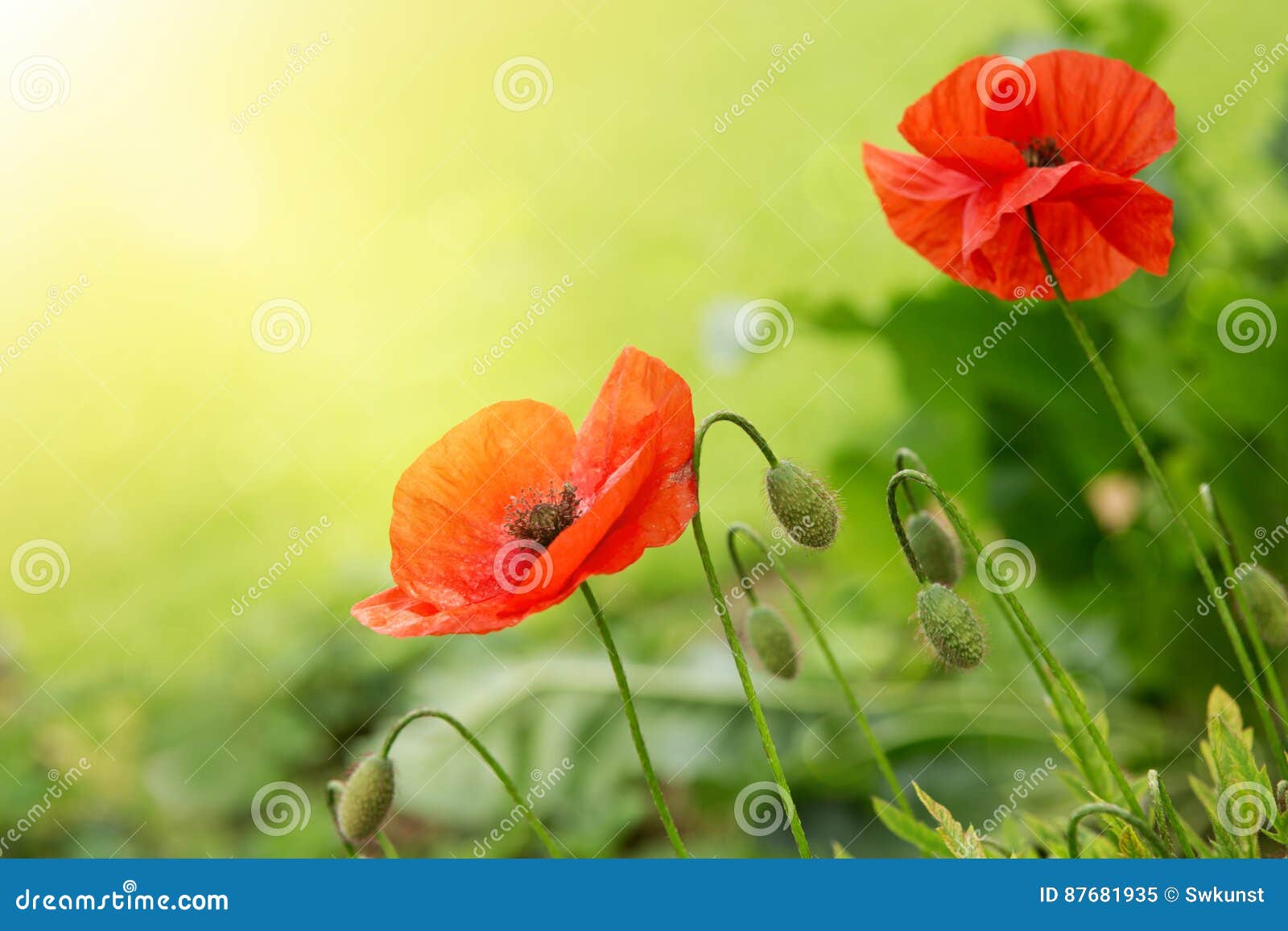 Fiori Del Papavero Isolati Su Verde Immagine Stock - Immagine di luce ...