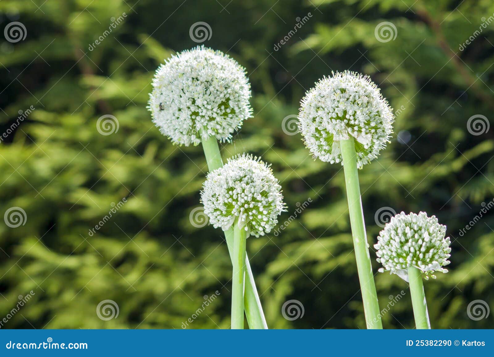 Fiori del porro fotografia stock. Immagine di raccolto - 25382290