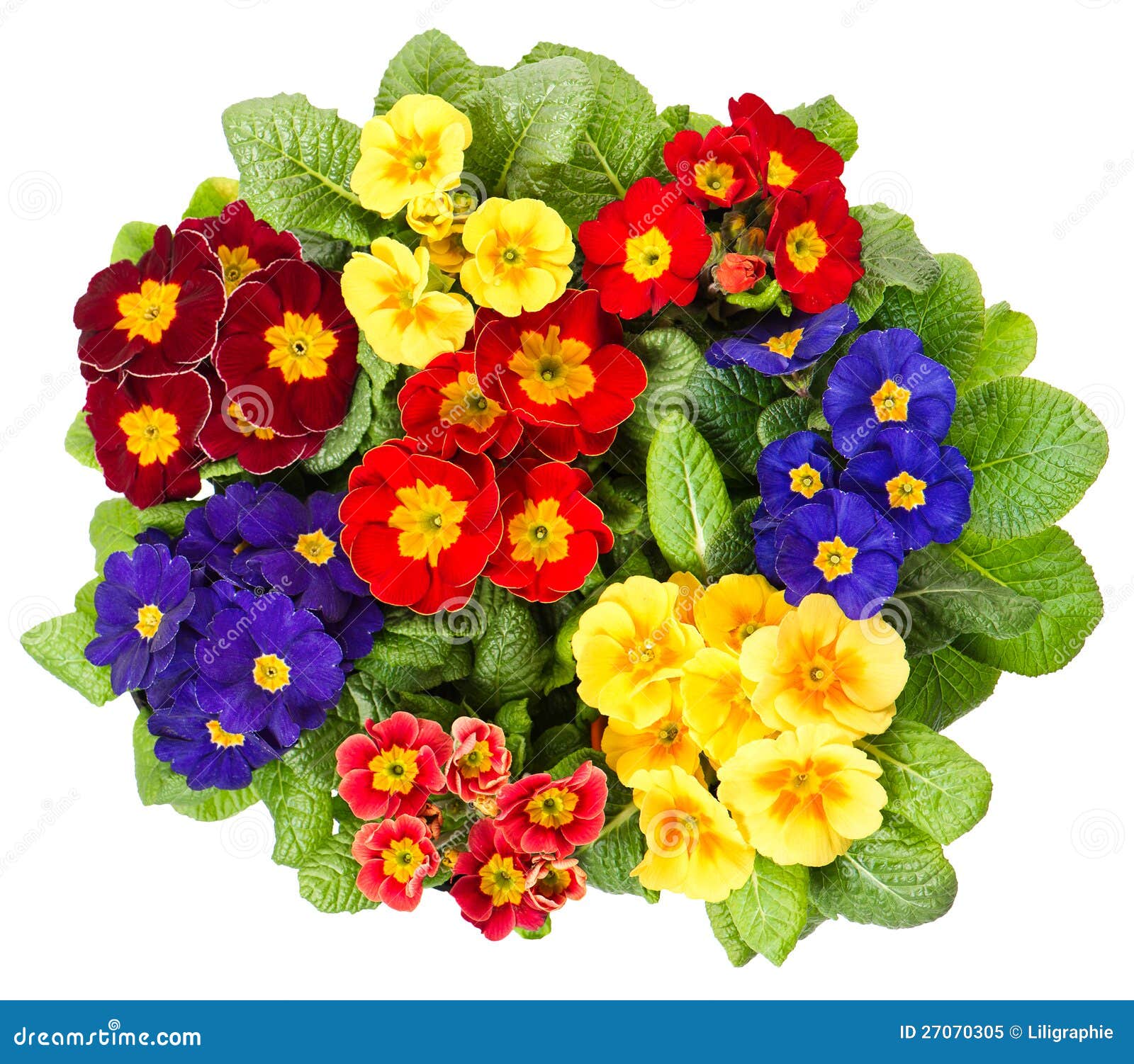 Fiori Del Primula Di Multocolor Isolati Su Bianco Immagine Stock ...