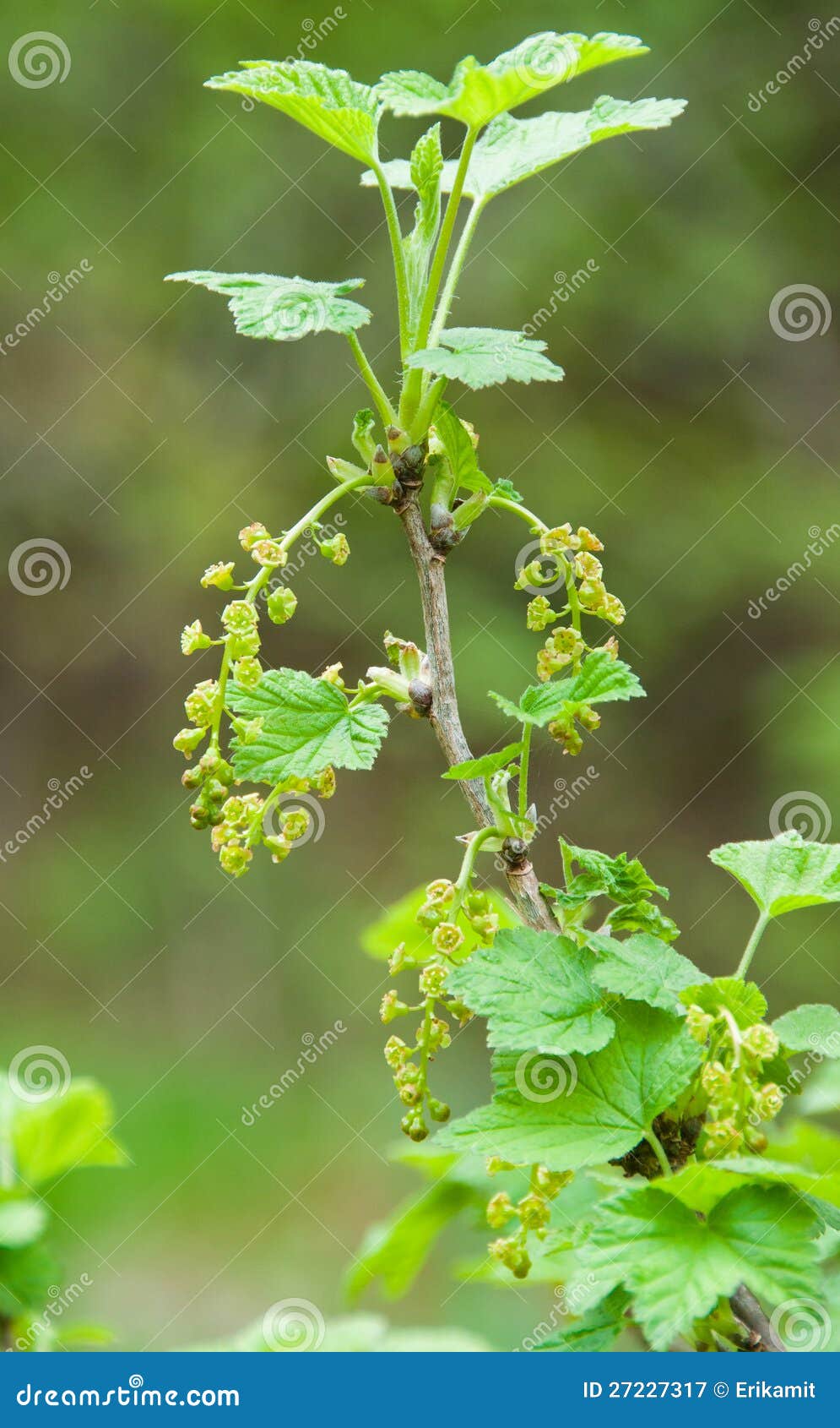 Fiori del ribes immagine stock. Immagine di fiore, bellezza - 27227317