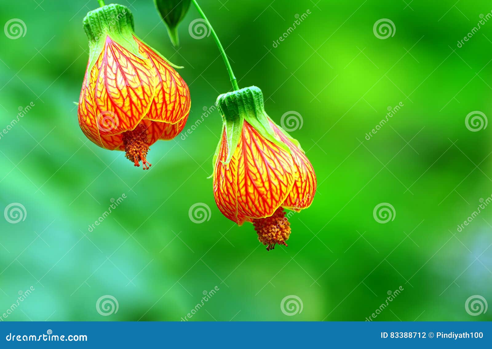 Fiori Dell'abutilon Venati Rosso Fotografia Stock - Immagine di ...