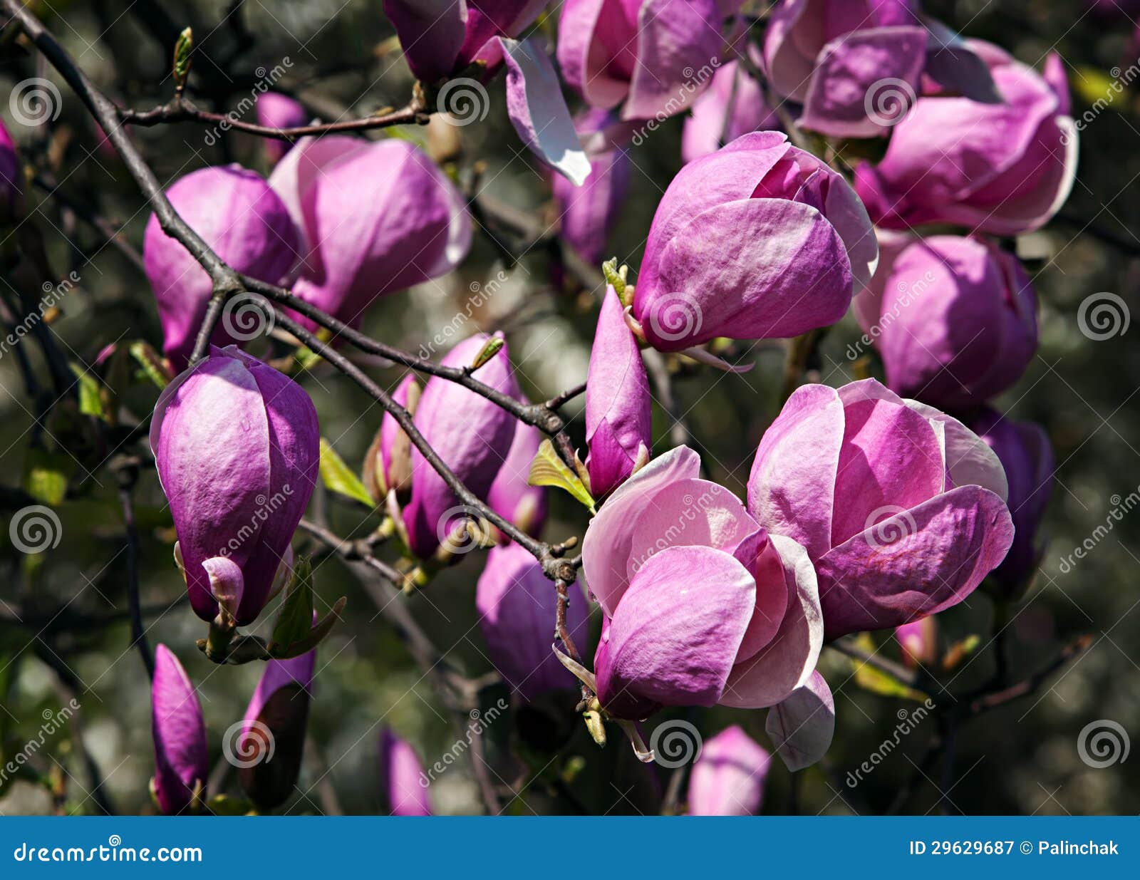 Fiori Dell'albero Della Magnolia Immagine Stock - Immagine di ...