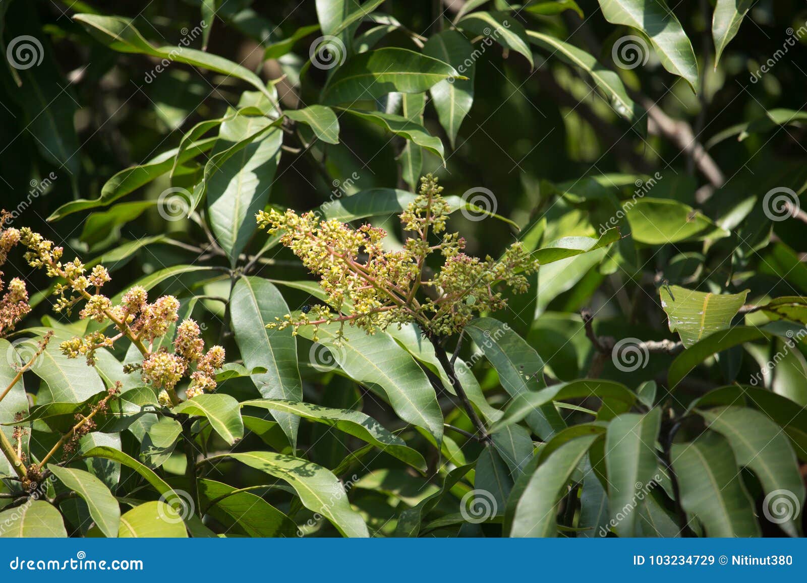 Fiori Dell'albero Di Mango Del Fiore Del Mango Immagine Stock ...