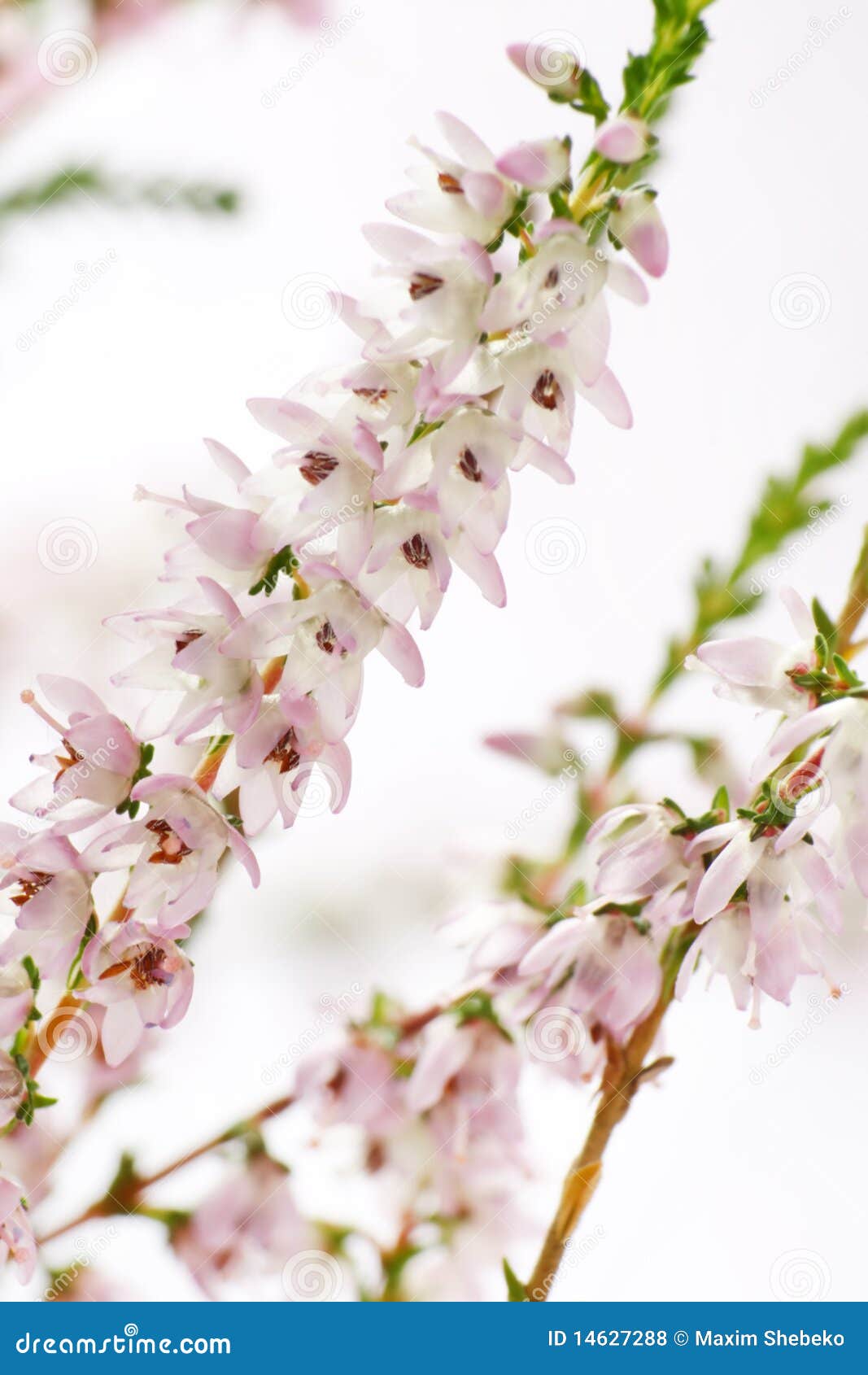 Fiori dell'erica fotografia stock. Immagine di flora - 14627288