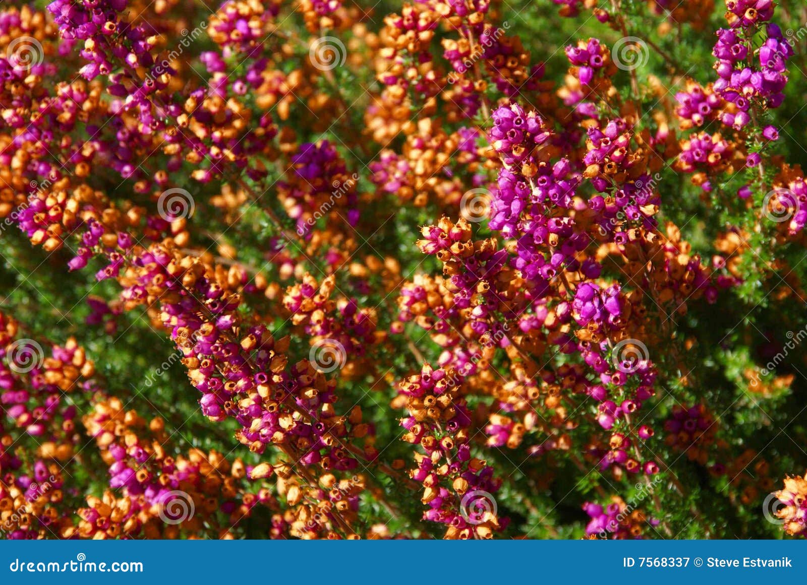 Fiori Dell'erica Viola, Particolare Immagine Stock - Immagine di ...