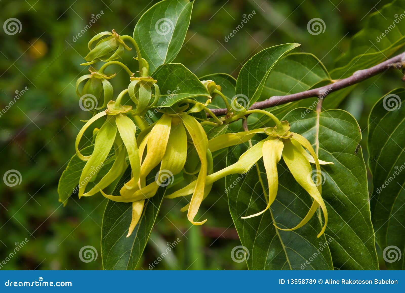 Fiori dell'ilang-ilang immagine stock. Immagine di fiore - 13558789