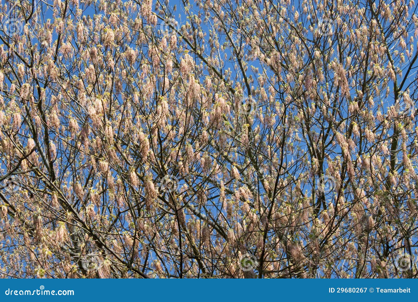 Fiori della betulla immagine stock. Immagine di petali - 29680267