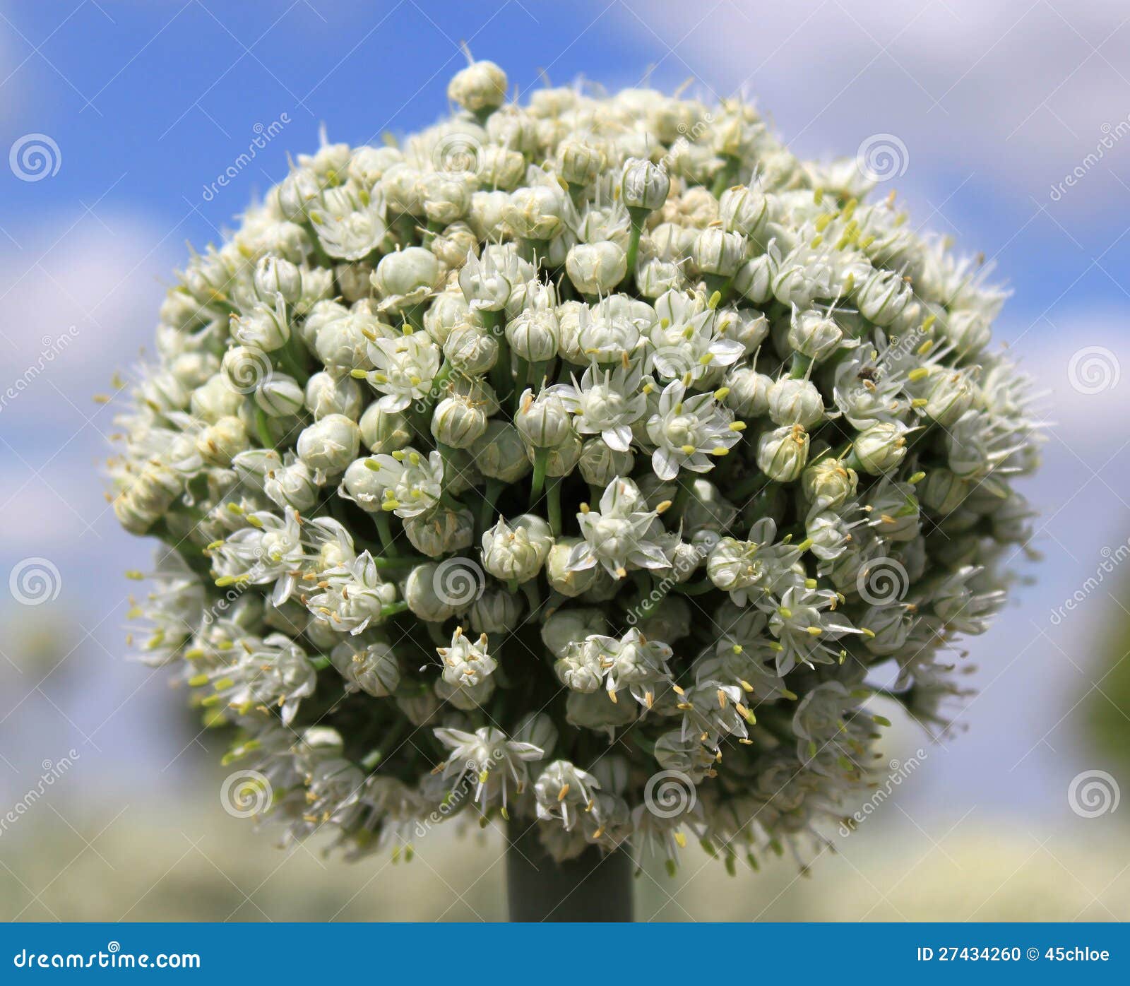 Fiori della cipolla fotografia stock. Immagine di podere - 27434260