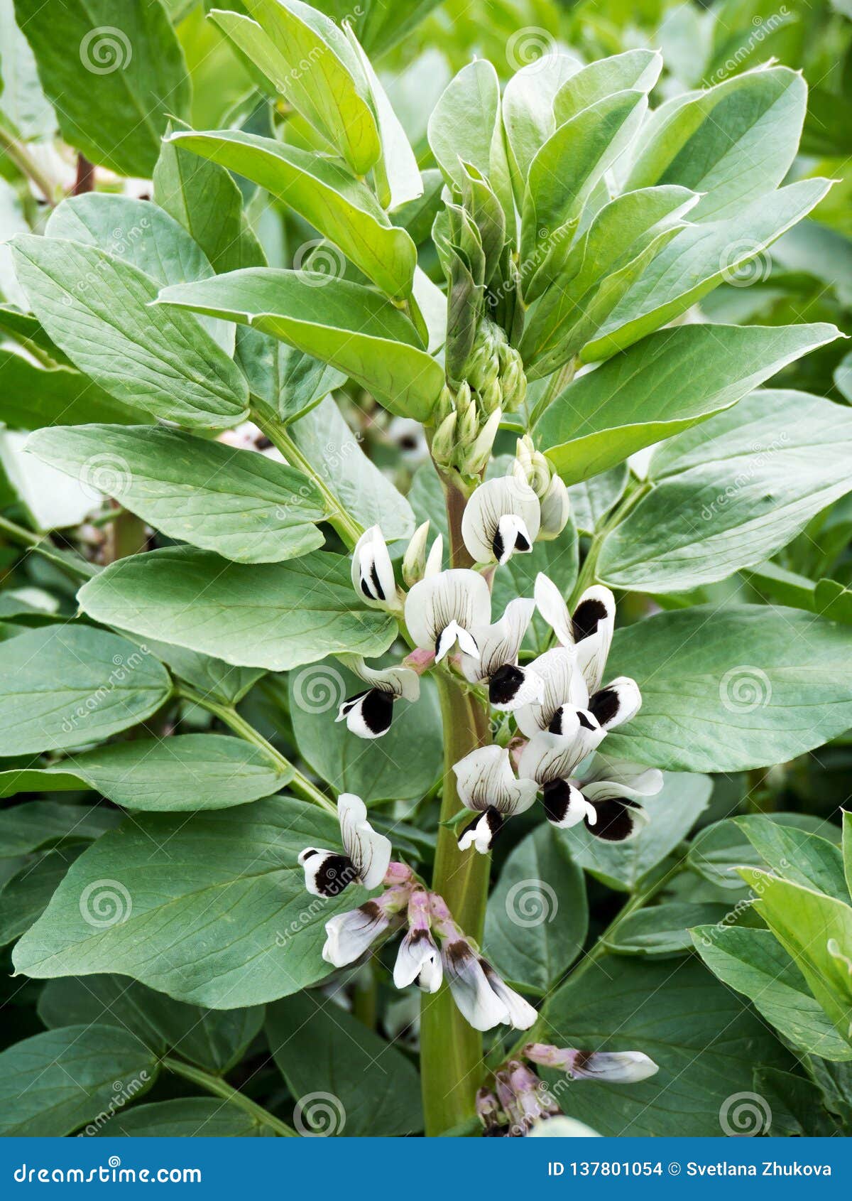 Fiori della fava fotografia stock. Immagine di chiglia - 137801054