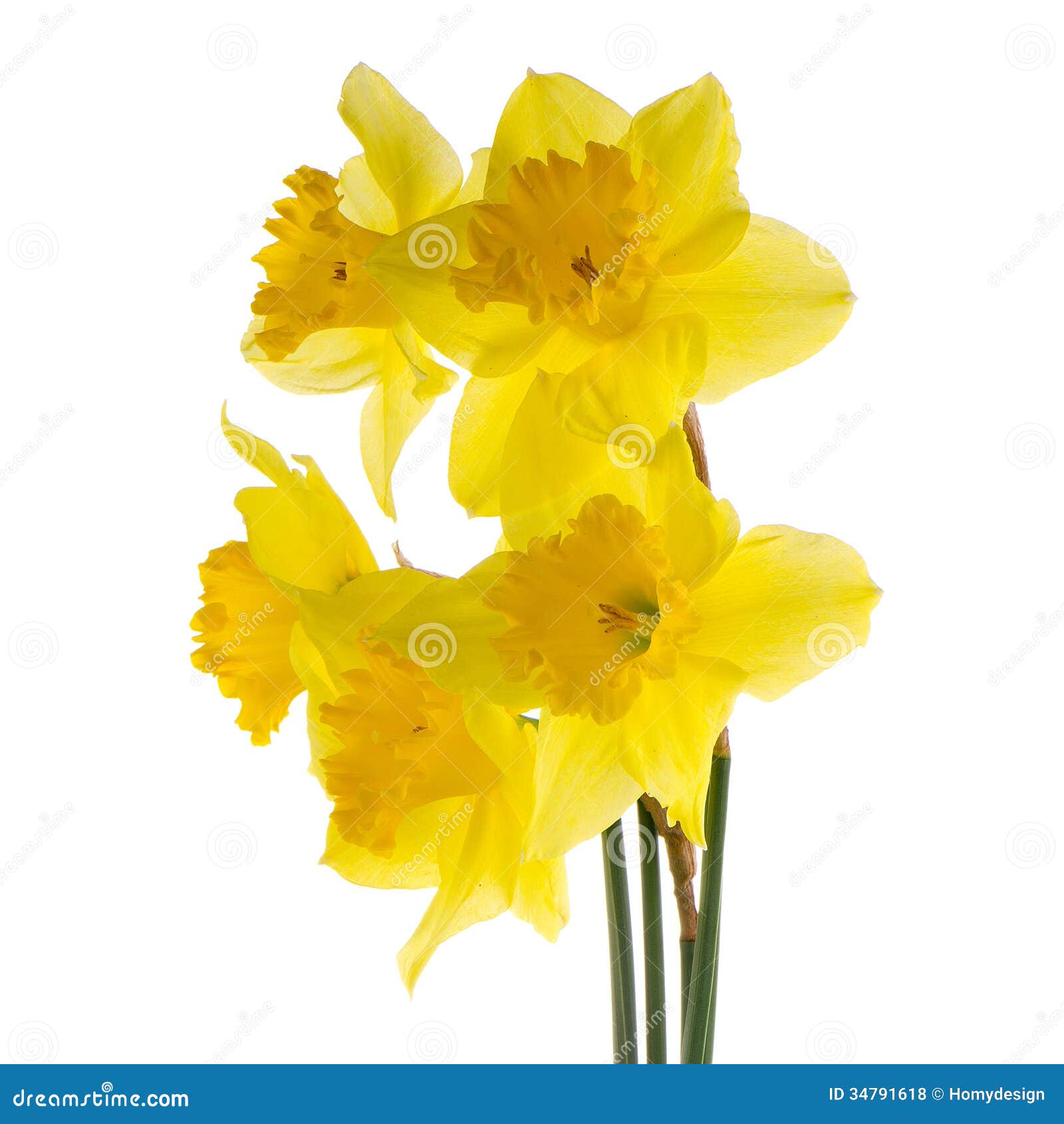 Fiori della giunchiglia fotografia stock. Immagine di procedere - 34791618