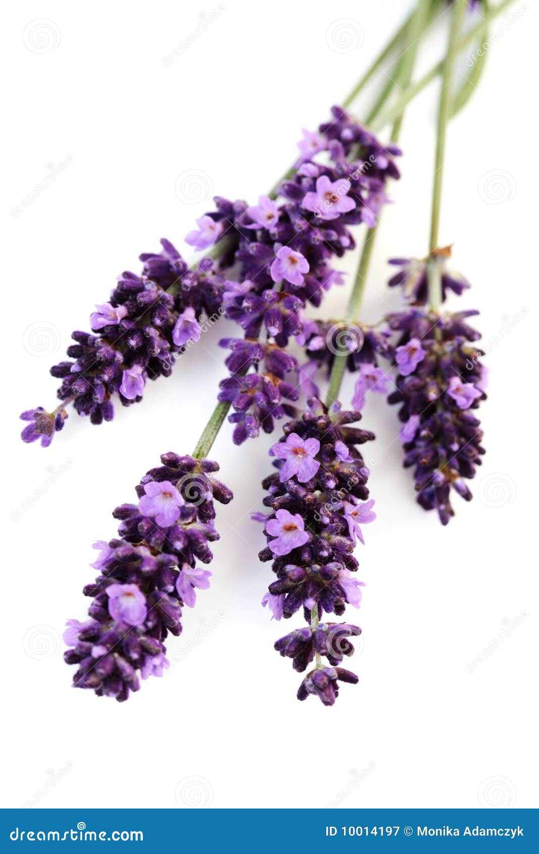 Fiori della lavanda immagine stock. Immagine di fiori - 10014197
