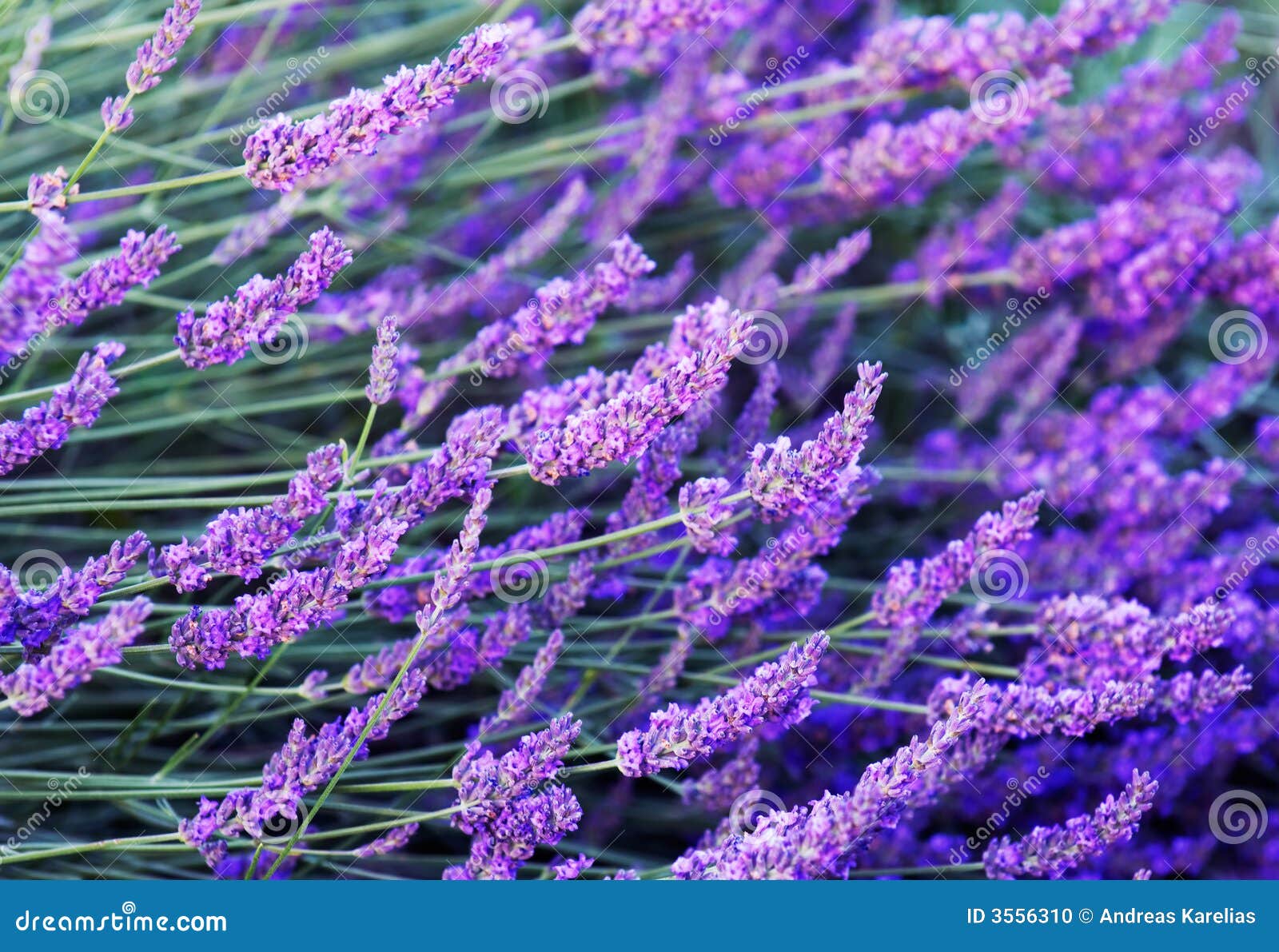 Fiori della lavanda fotografia stock. Immagine di erba - 3556310