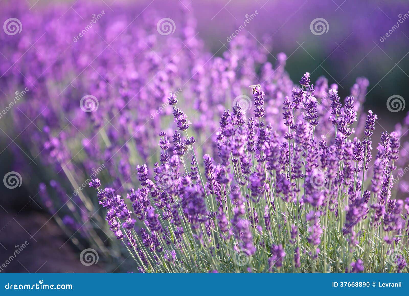 Fiori della lavanda fotografia stock. Immagine di crescere - 37668890