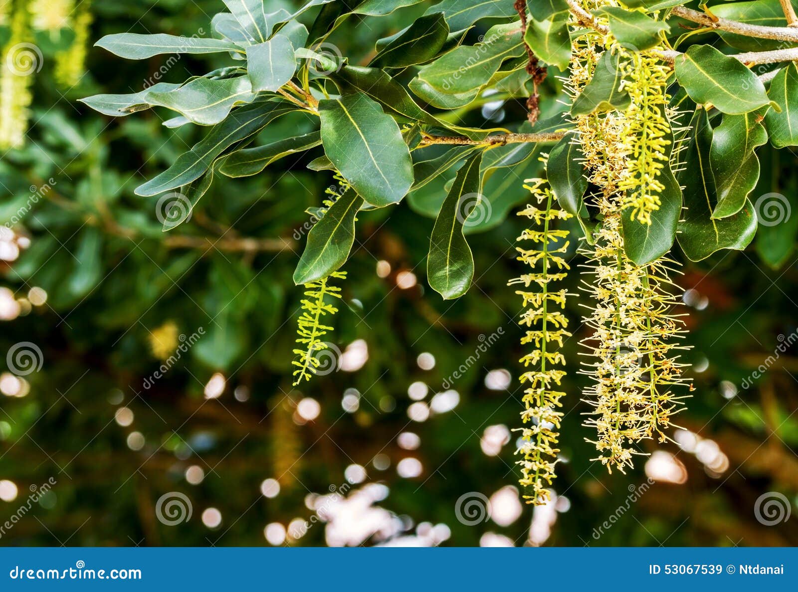 Fiori Della Noce Di Macadamia Immagine Stock - Immagine di organico ...