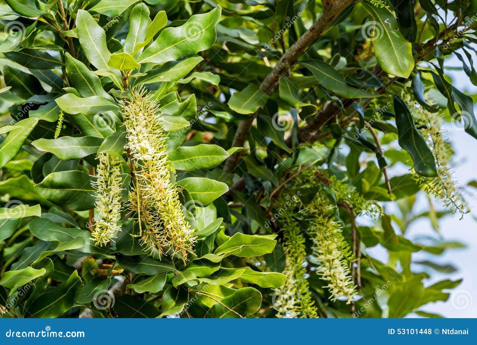 Fiori Della Noce Di Macadamia Fotografia Stock - Immagine di verde ...