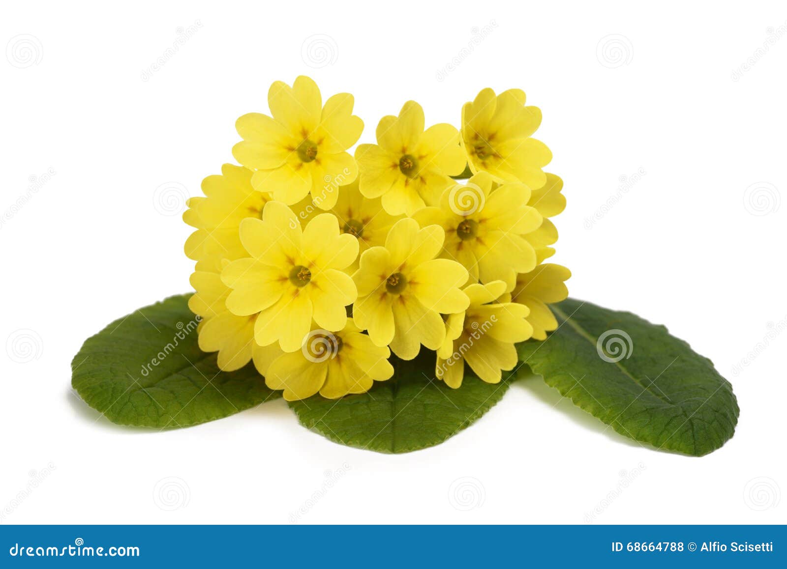 Fiori della primaverina fotografia stock. Immagine di botanico - 68664788