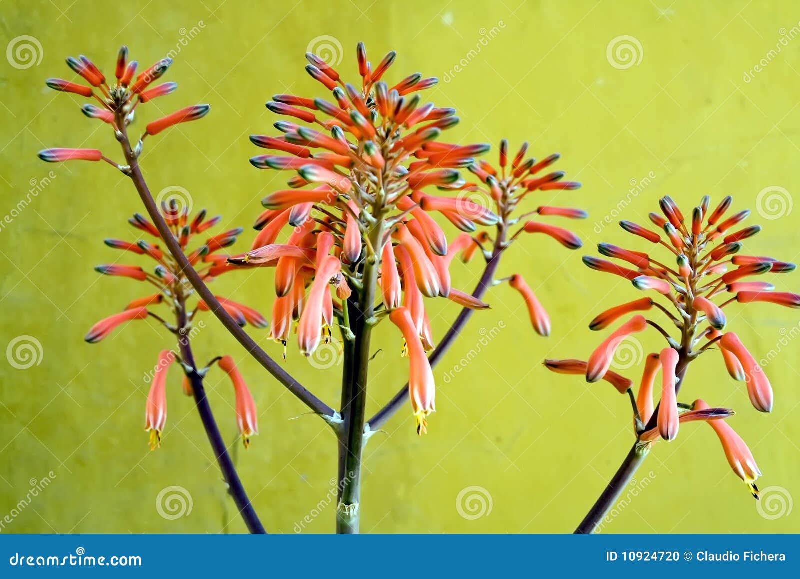 Fiori della vera dell'aloe fotografia stock. Immagine di medicine ...
