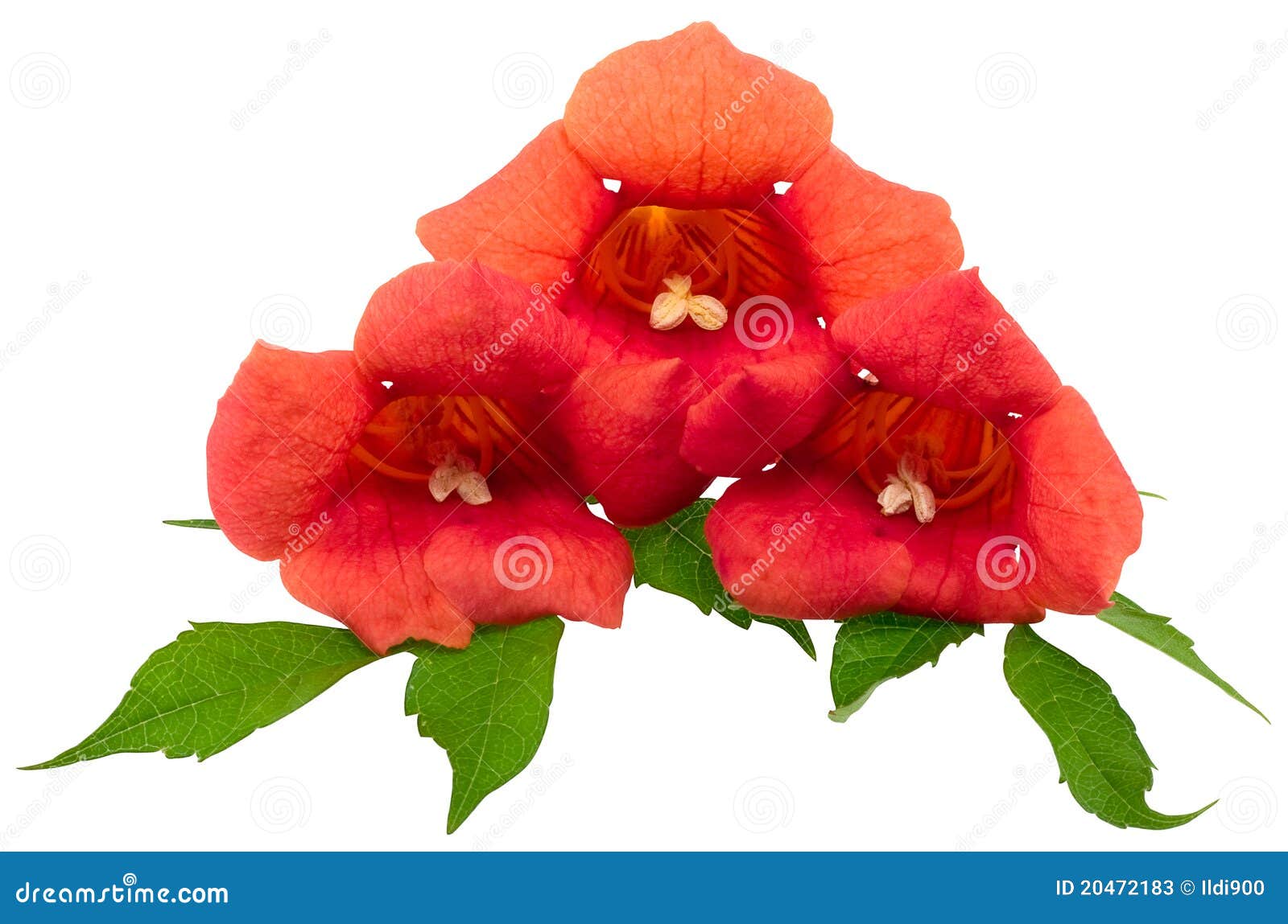 Fiori Della Vite Di Tromba. Immagine Stock - Immagine di fiore, vite ...