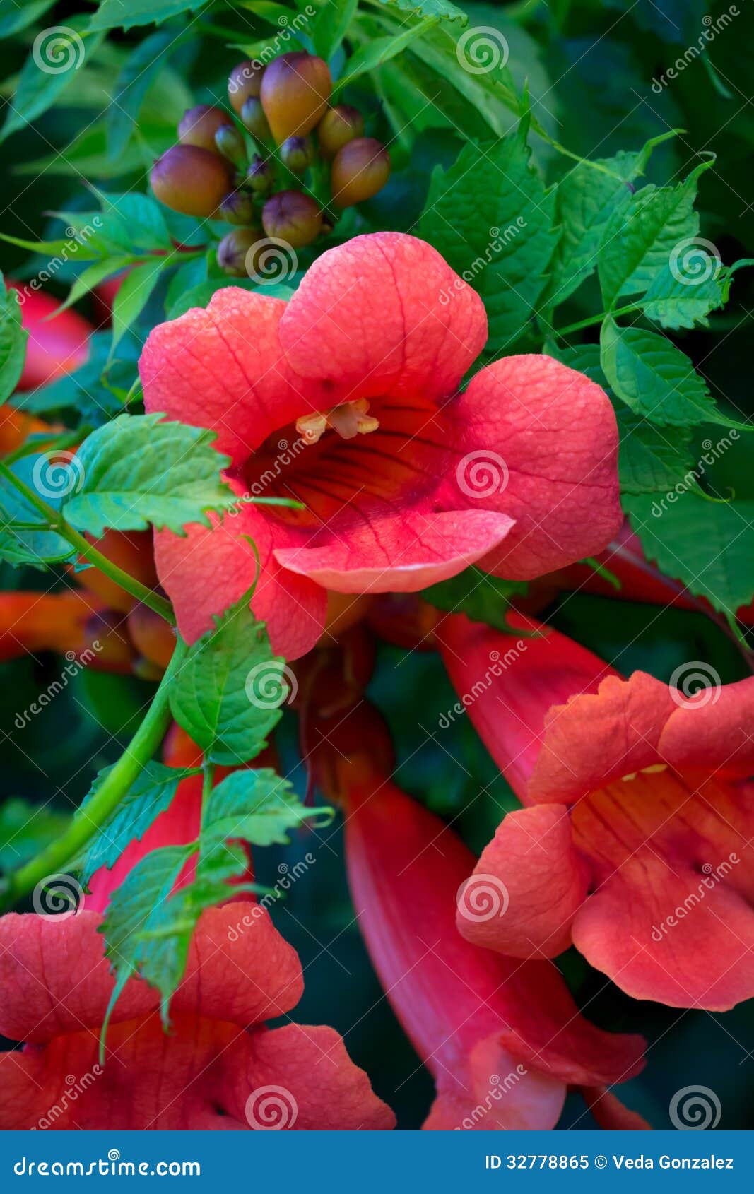 Fiori della vite di tromba immagine stock. Immagine di viola - 32778865