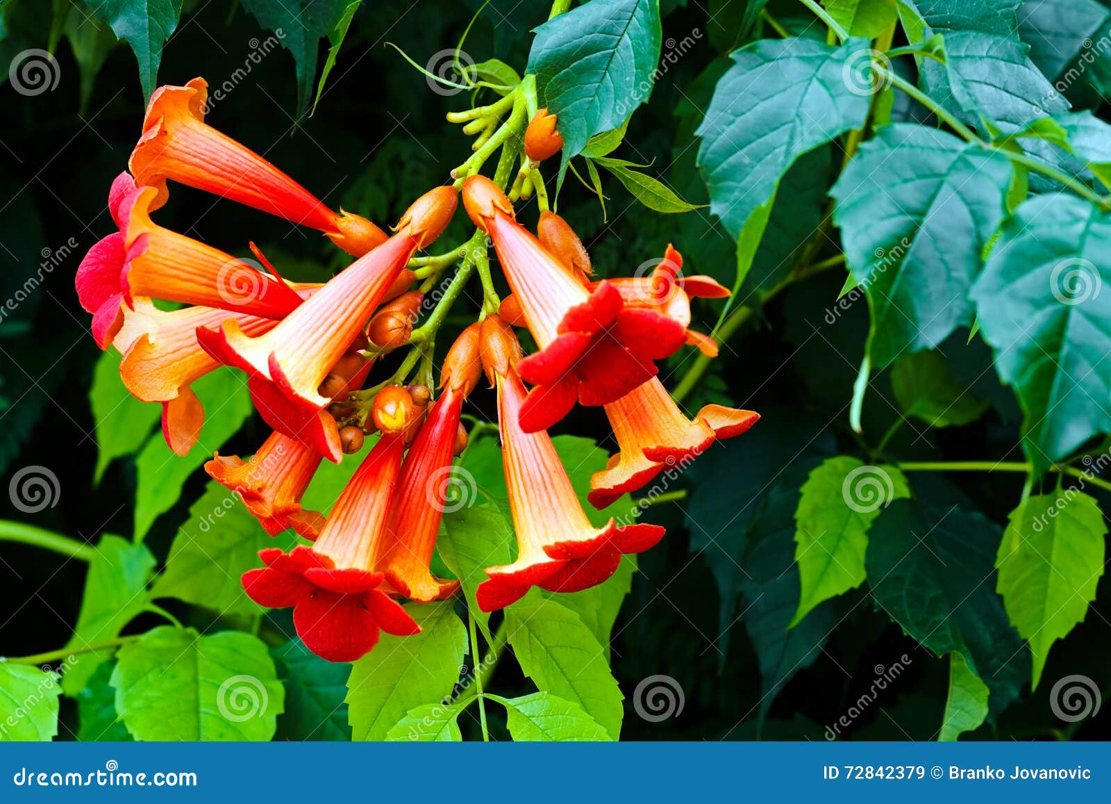 Fiori della vite di tromba immagine stock. Immagine di tromba - 72842379
