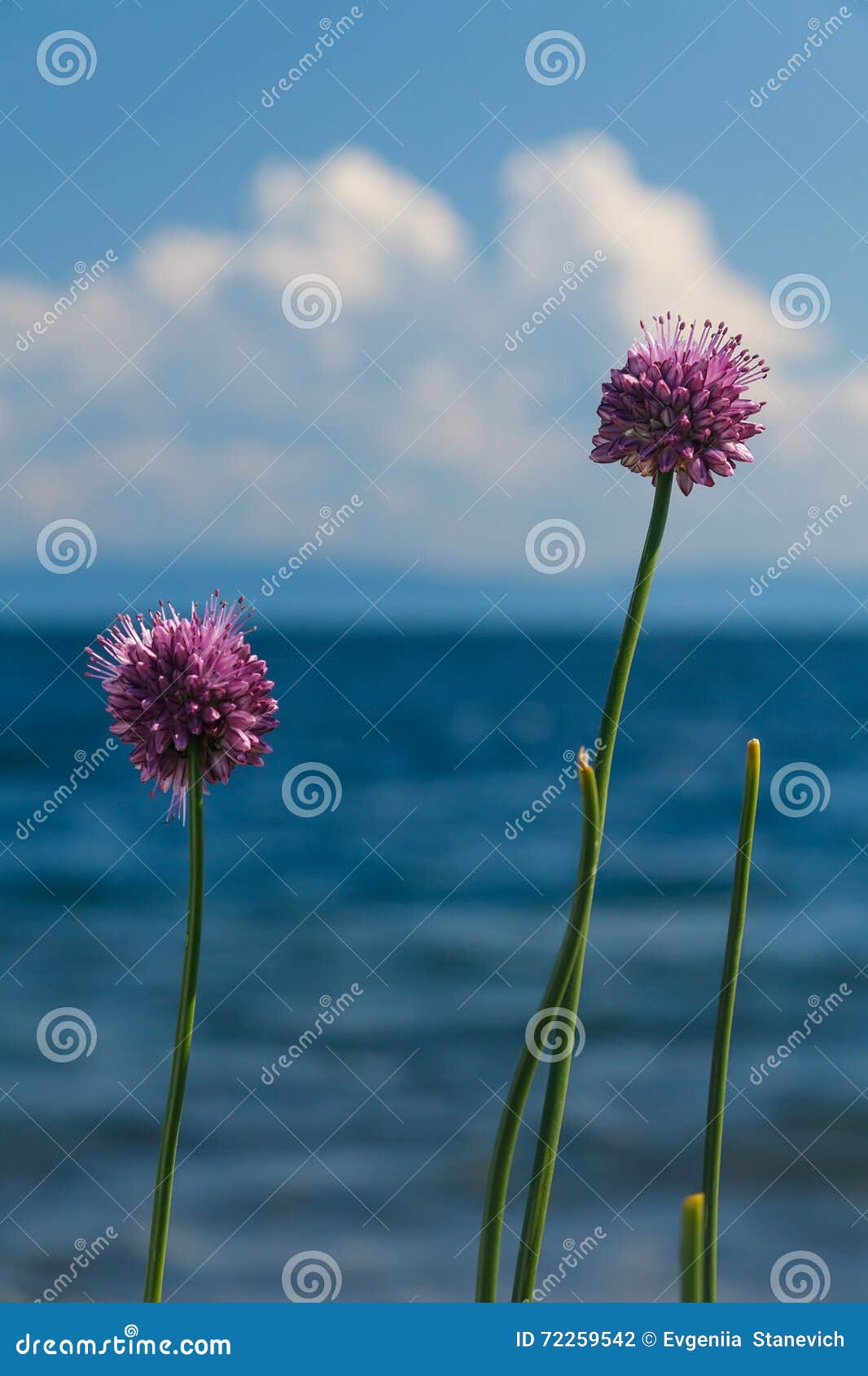 Fiori Delle Cipolle Selvatiche Fotografia Stock - Immagine di puntello ...