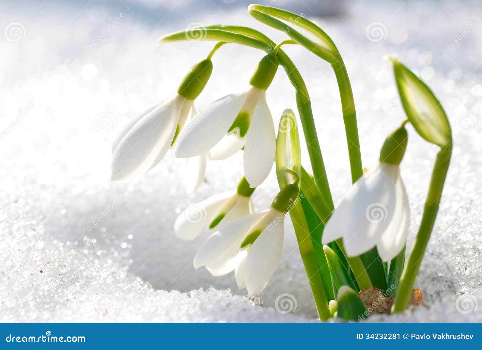 Fiori Di Bucaneve Della Primavera Immagine Stock - Immagine di macro ...