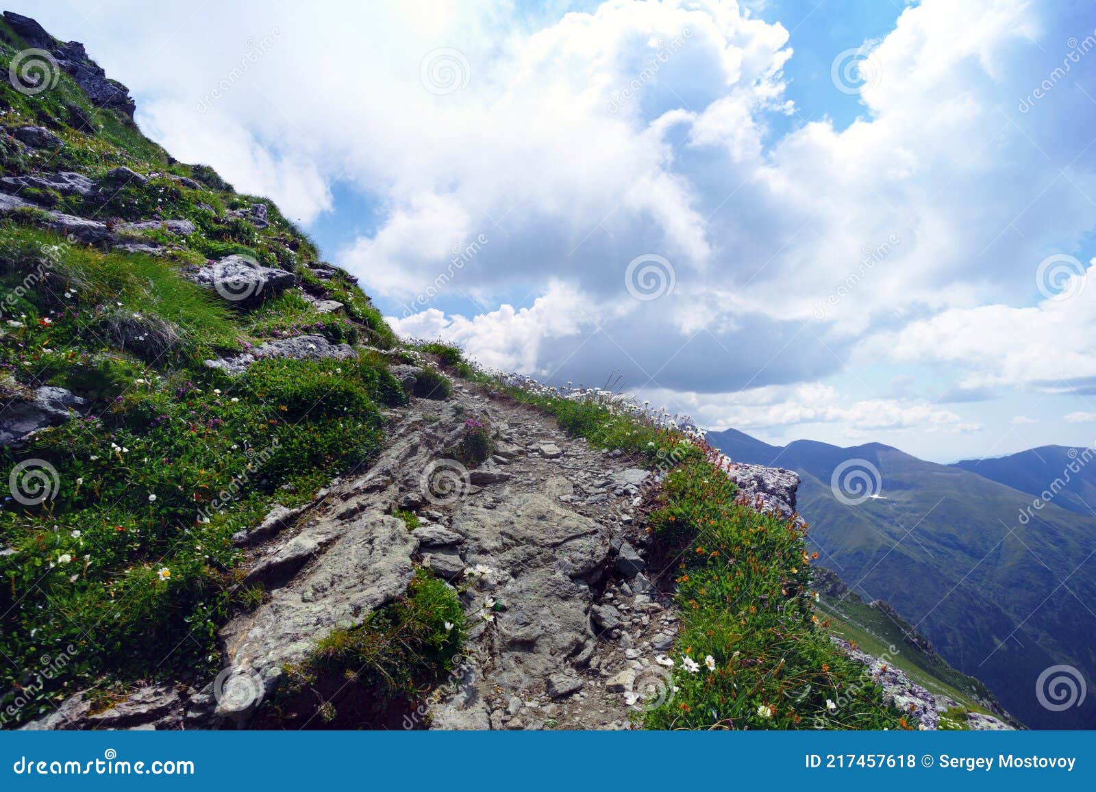 Fiori Di Campo E Sentieri Di Montagna Fotografia Stock - Immagine di ...