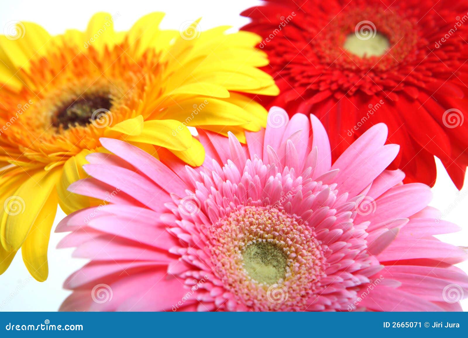 Fiori di colore immagine stock. Immagine di colore, estate - 2665071