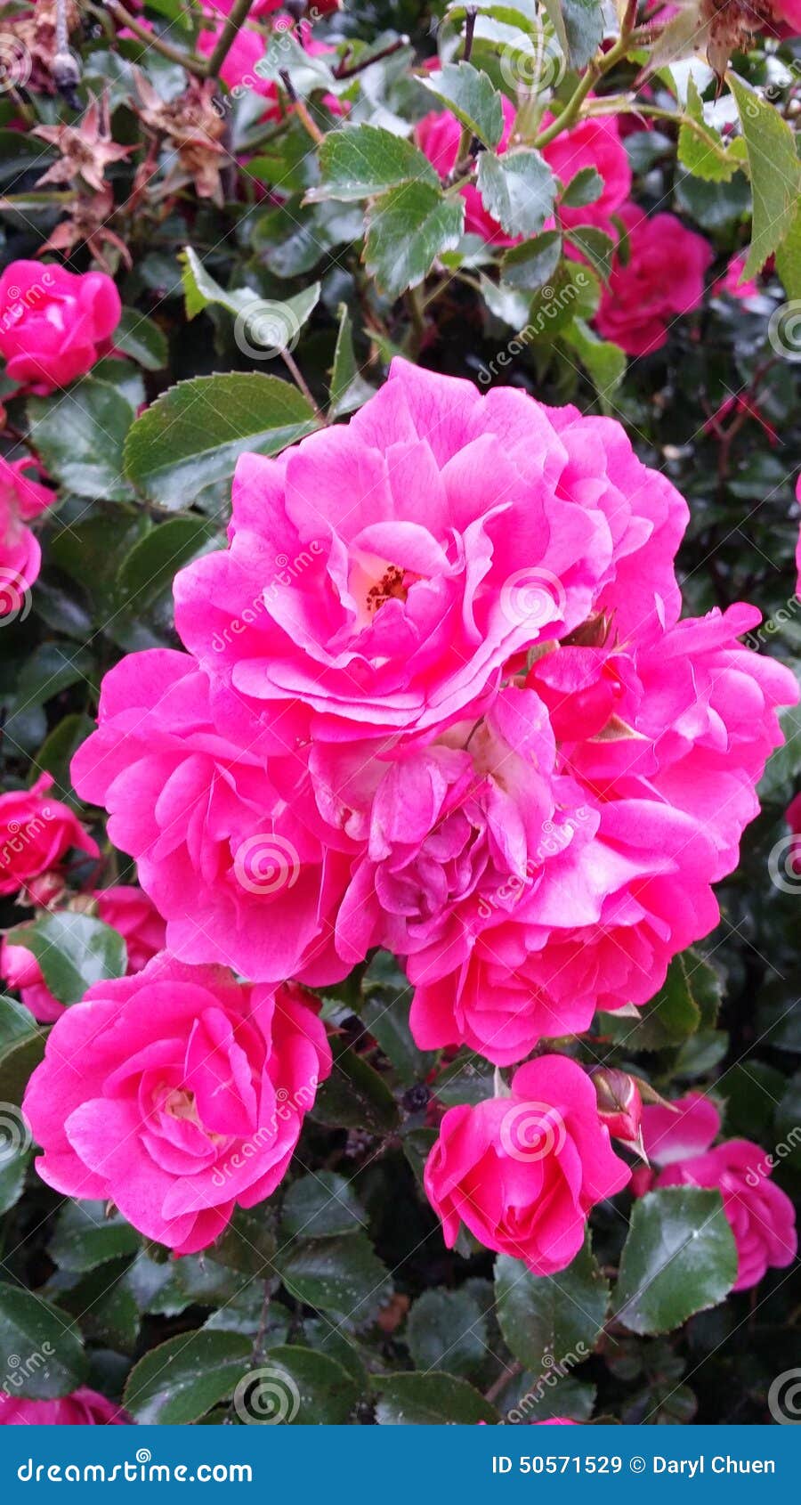 Fiori 2 di colore rosa immagine stock. Immagine di petali - 50571529