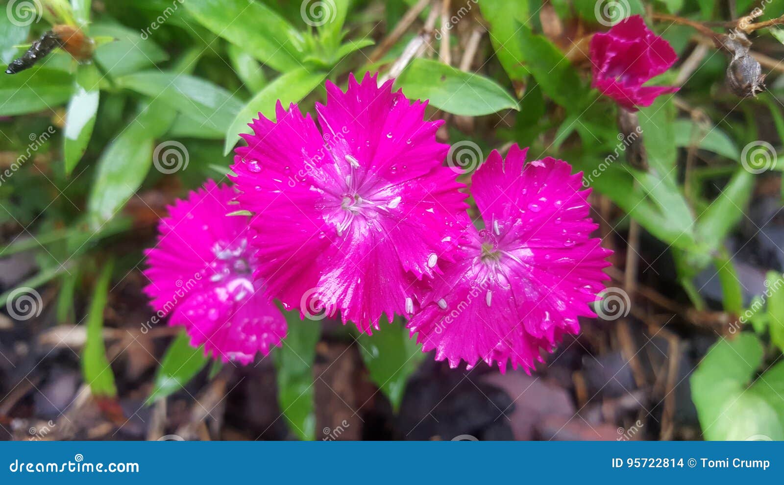 Fiori di colore rosa caldo fotografia stock. Immagine di rosa - 95722814
