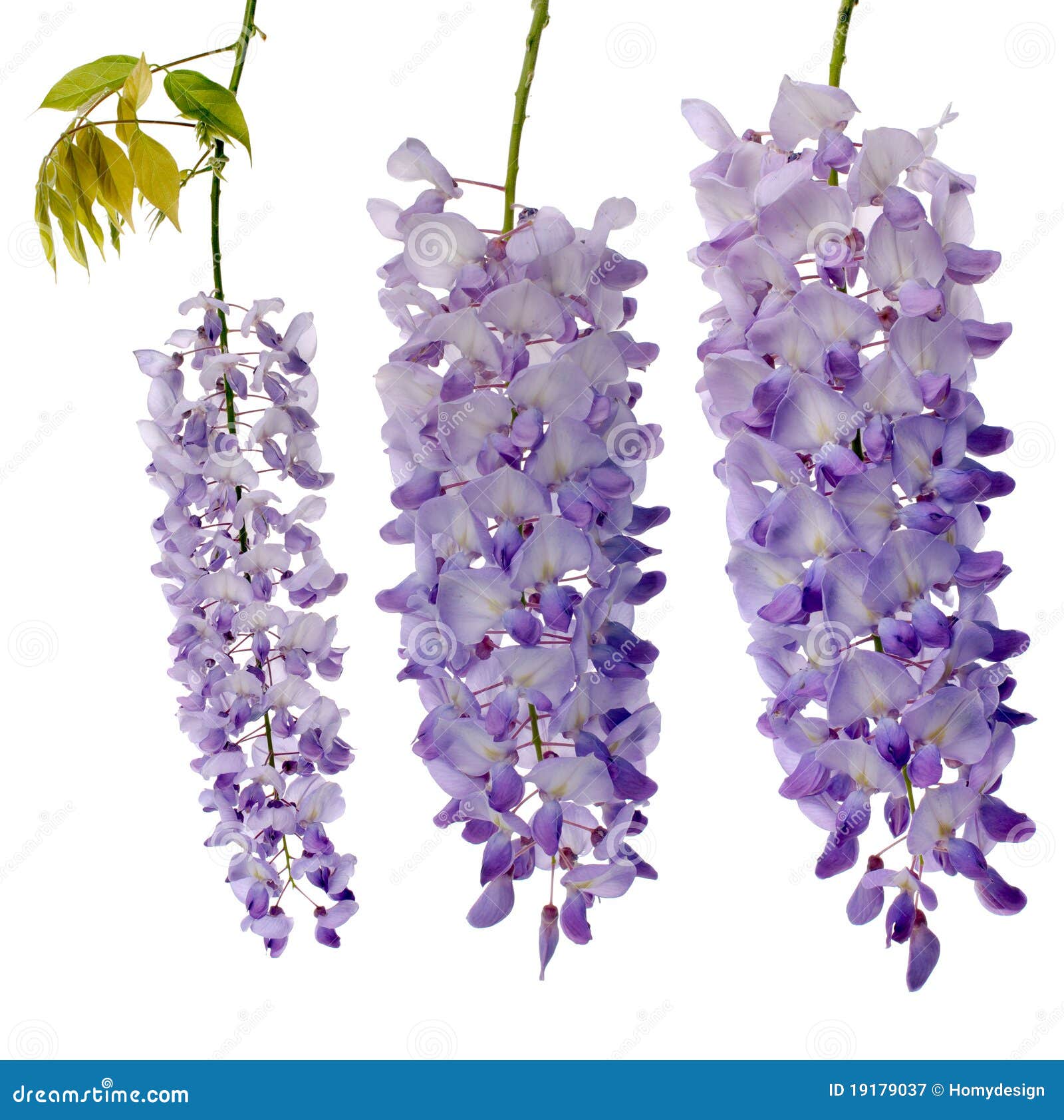 Fiori di glicine immagine stock. Immagine di closeup - 19179037